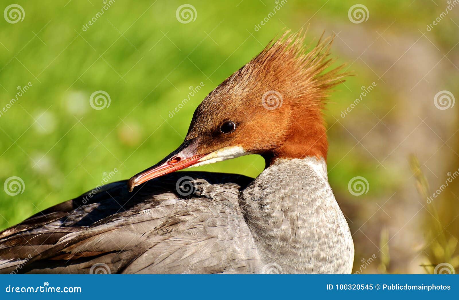 Bird, Fauna, Beak, Water Bird Picture. Image: 100320545