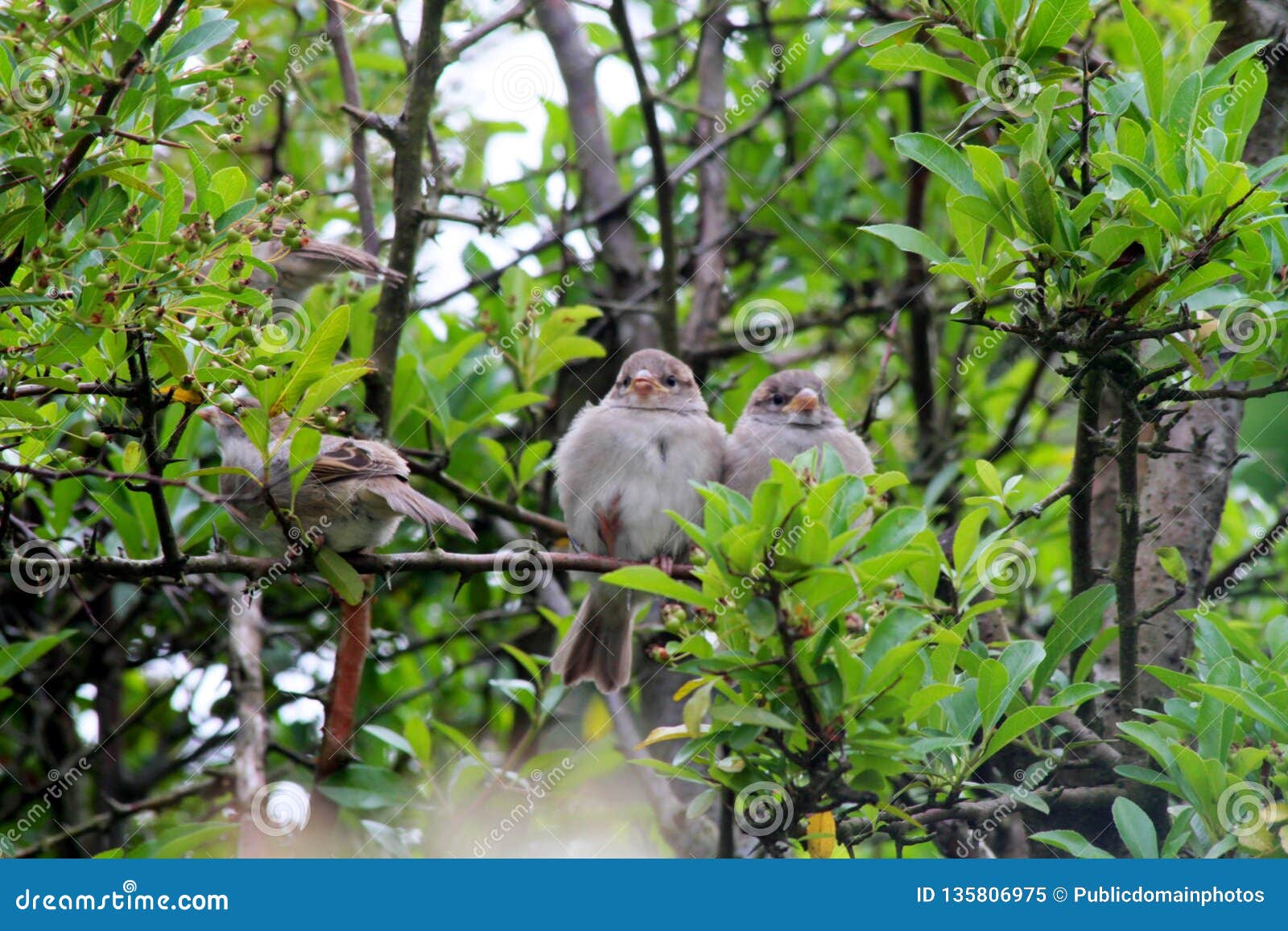 Bird, Fauna, Ecosystem, Beak Picture. Image: 135806975