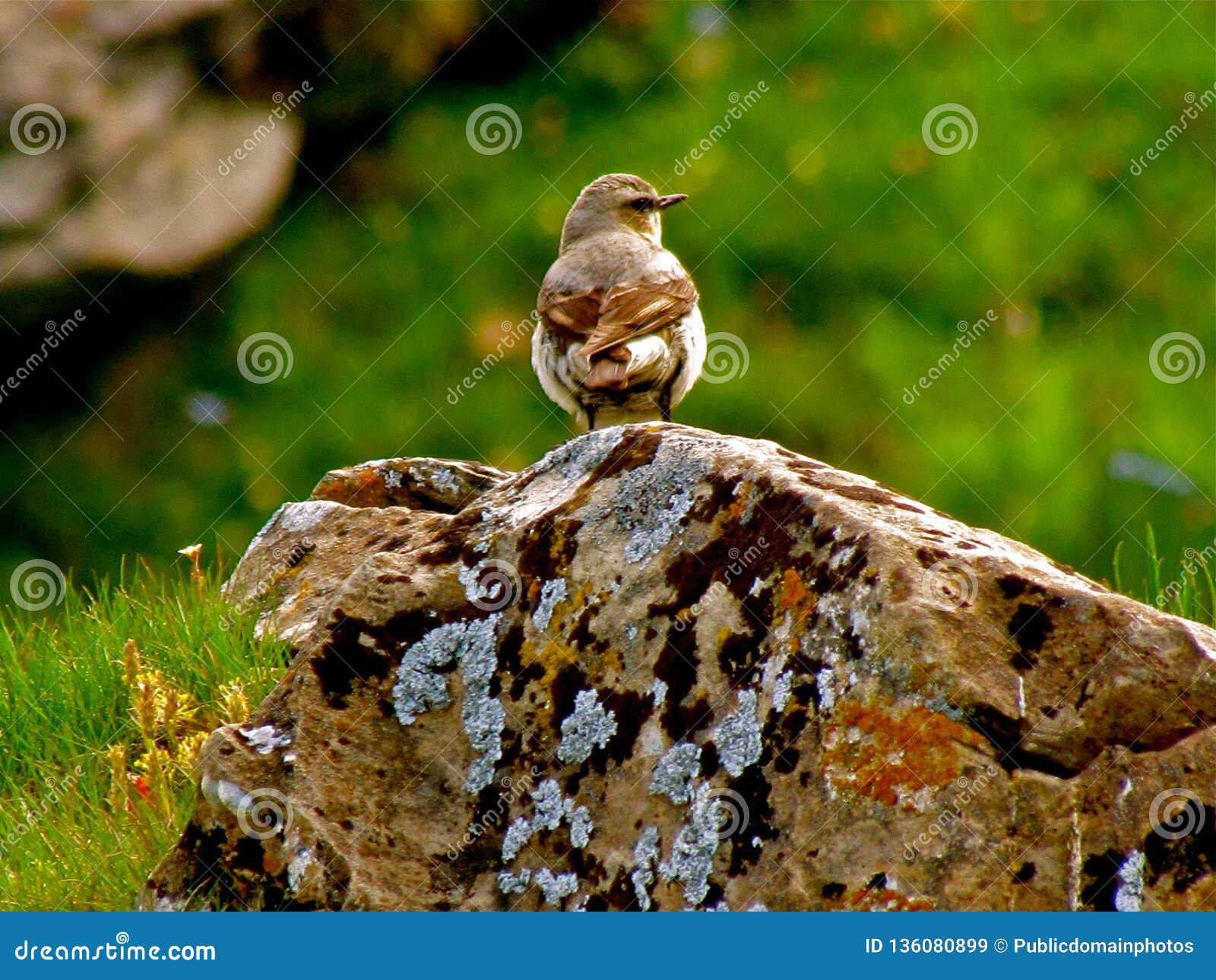 Bird, Fauna, Ecosystem, Beak Picture. Image: 136080899