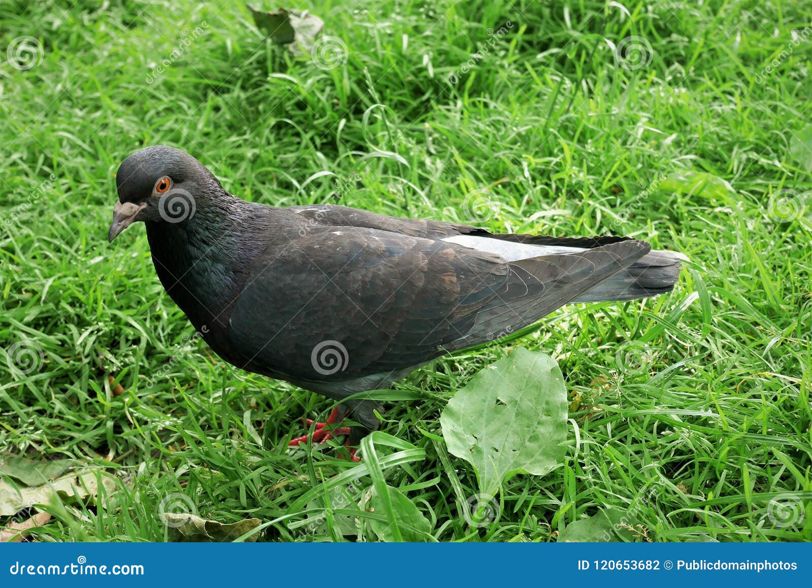 Bird, Fauna, Stock Dove, Beak Picture. Image: 120653682