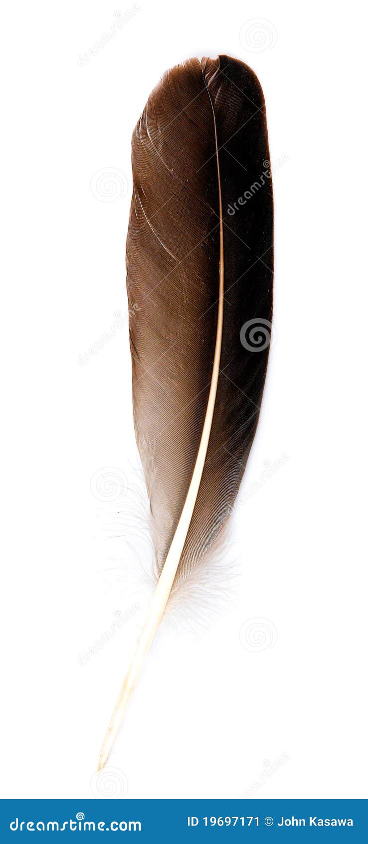 Bird Feather Isolated on Vertical View Stock Image - Image of light ...
