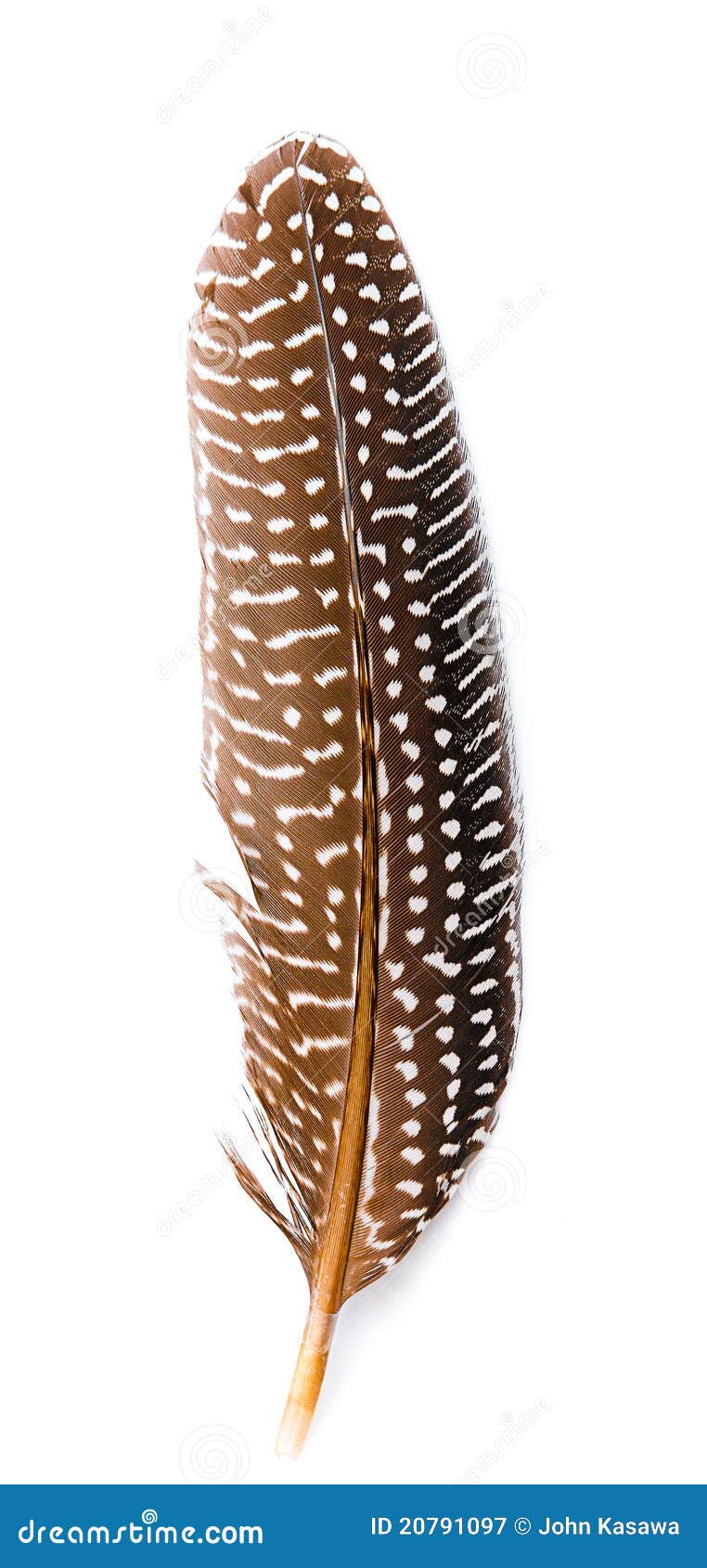 Bird feather stock image. Image of beautiful, decorate - 20791097