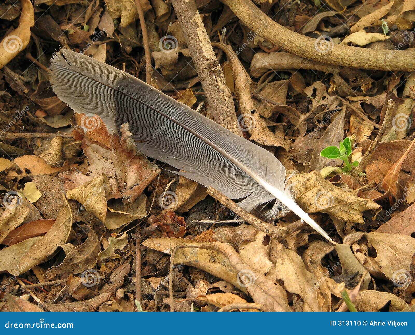 Bird Feather Stock Photo - Image: 313110