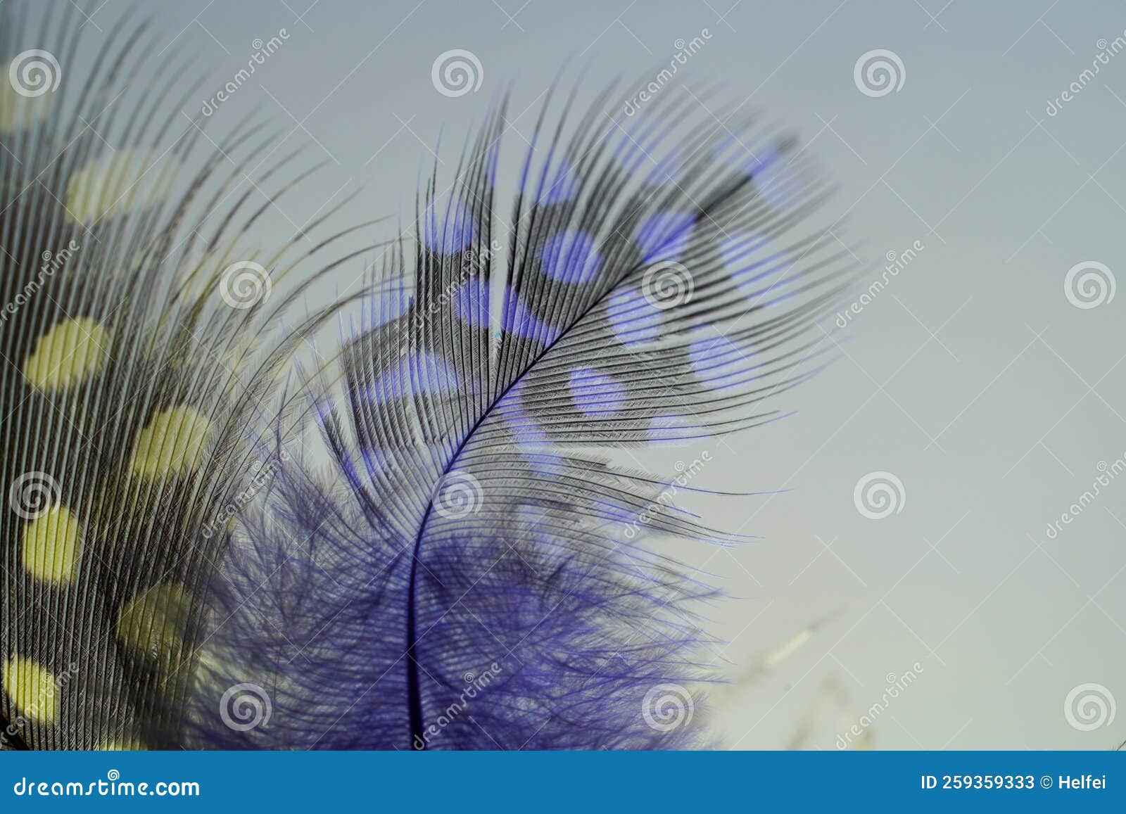 Bird Feather As a Background Stock Image - Image of golden, bright ...
