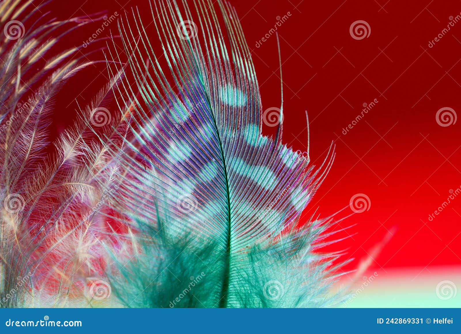 Bird Feather As a Background Image with a Lot of Bright Colors and ...