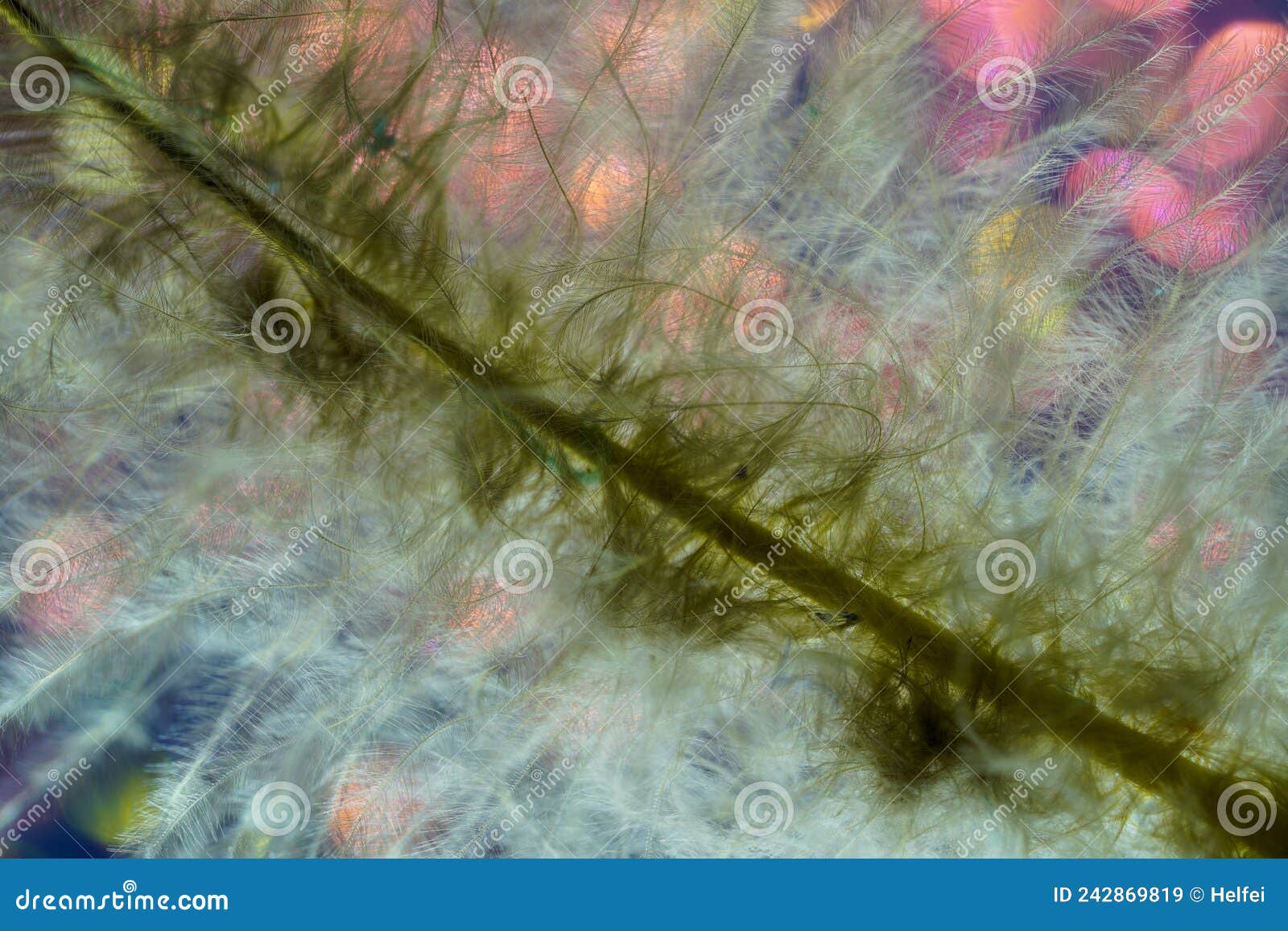 Bird Feather As a Background Image with a Lot of Bright Colors and ...