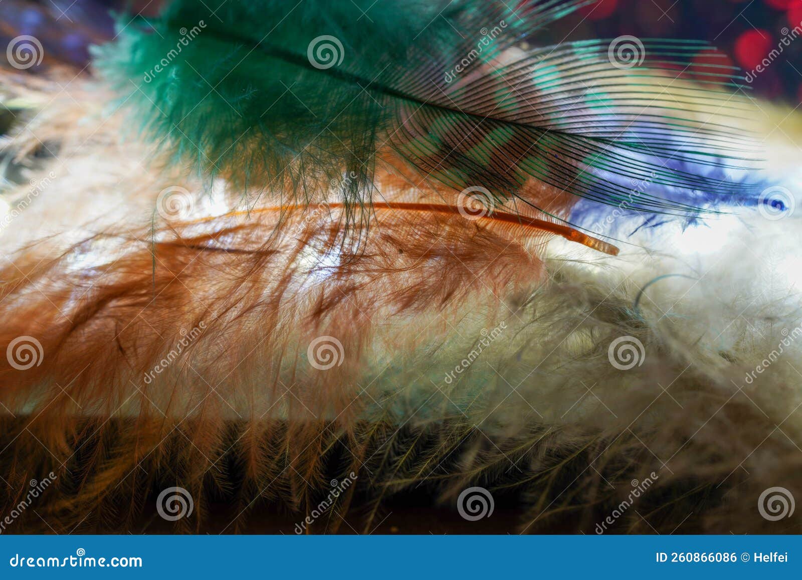 Feather from a Bird Rotates in Front Stock Photo - Image of blue ...