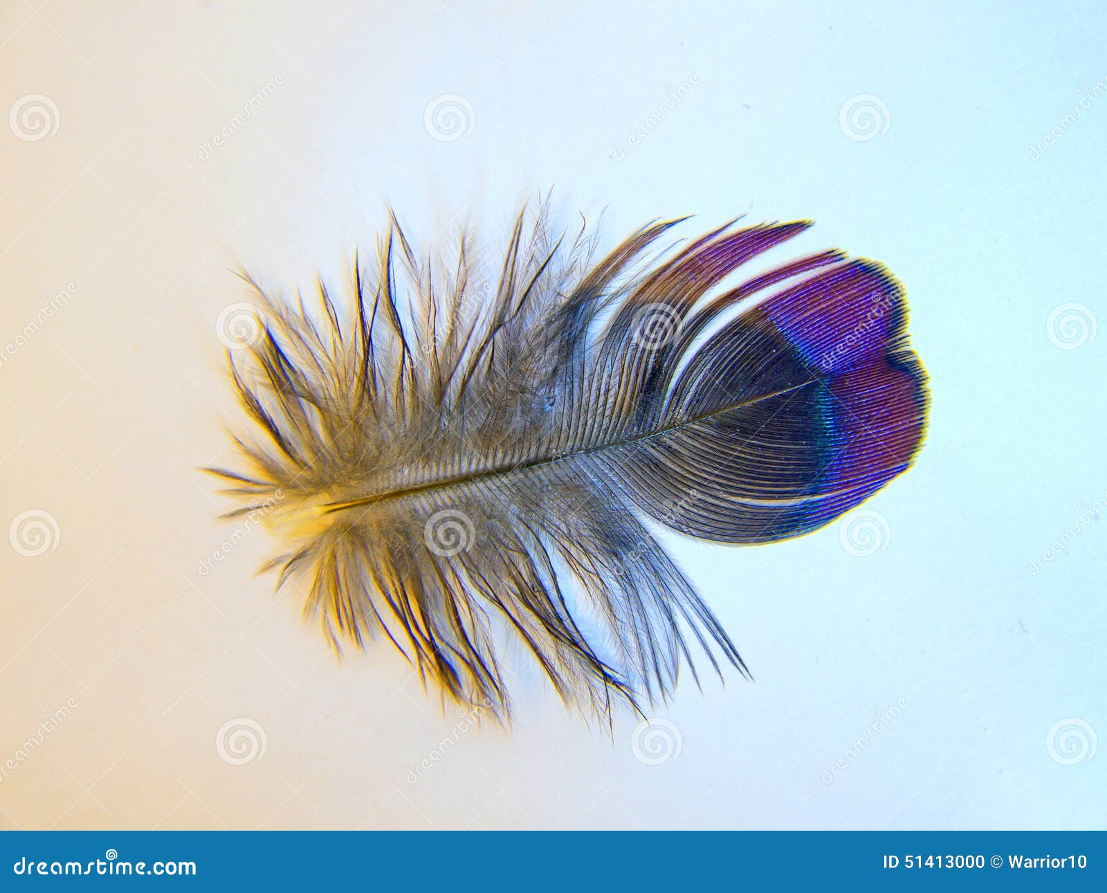 Bird feather stock photo. Image of macro, black, nature - 51413000