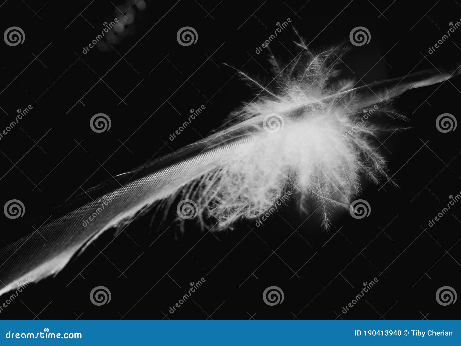 Bird Feather on a Gradient Background Stock Photo - Image of covering ...