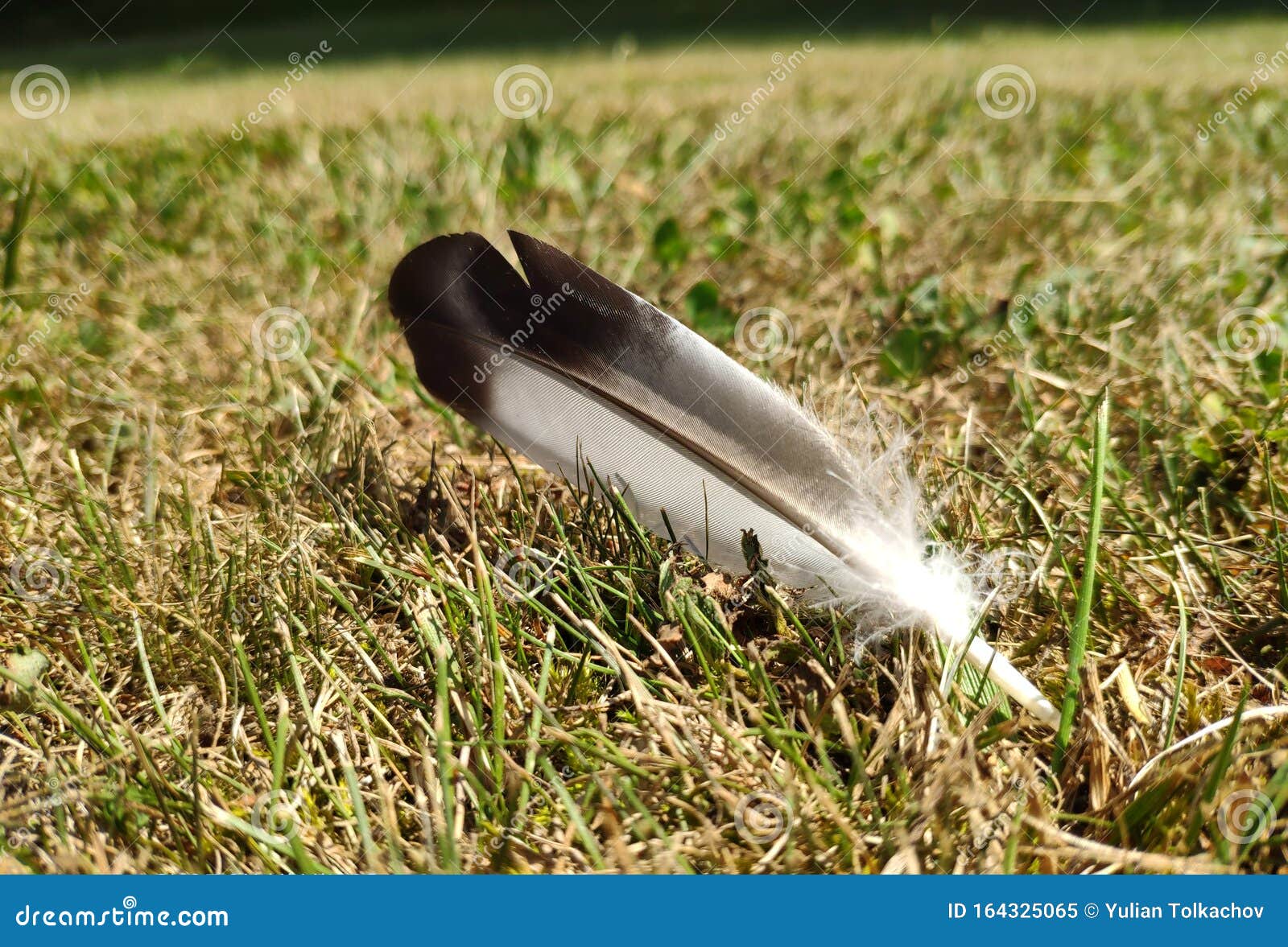A bird feather stock image. Image of bird, nature, feather - 164325065