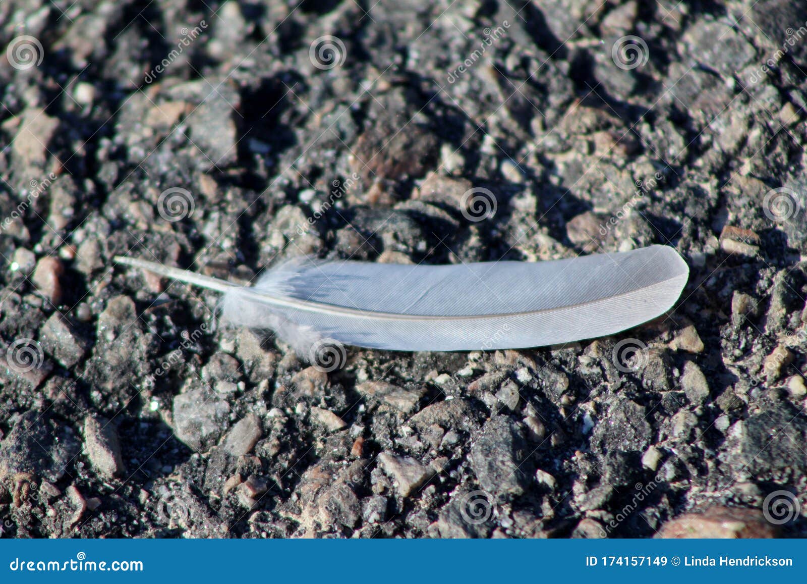 Bird feather on the ground stock image. Image of robin - 174157149