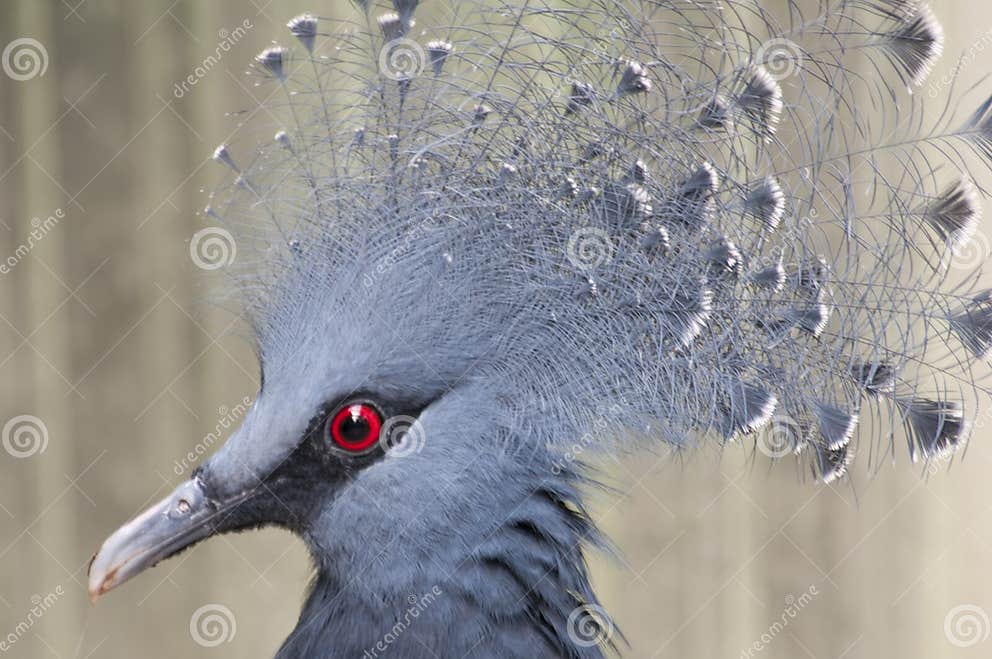 Bird with feather head stock image. Image of crowned - 87492831