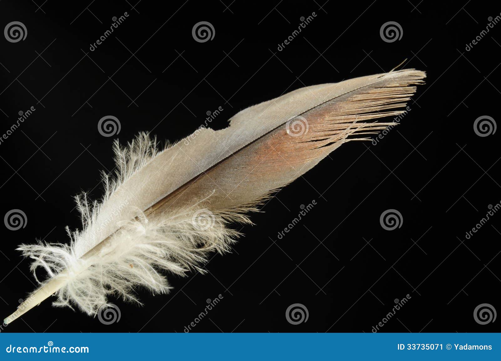 Bird feather stock image. Image of flying, comfortable - 33735071
