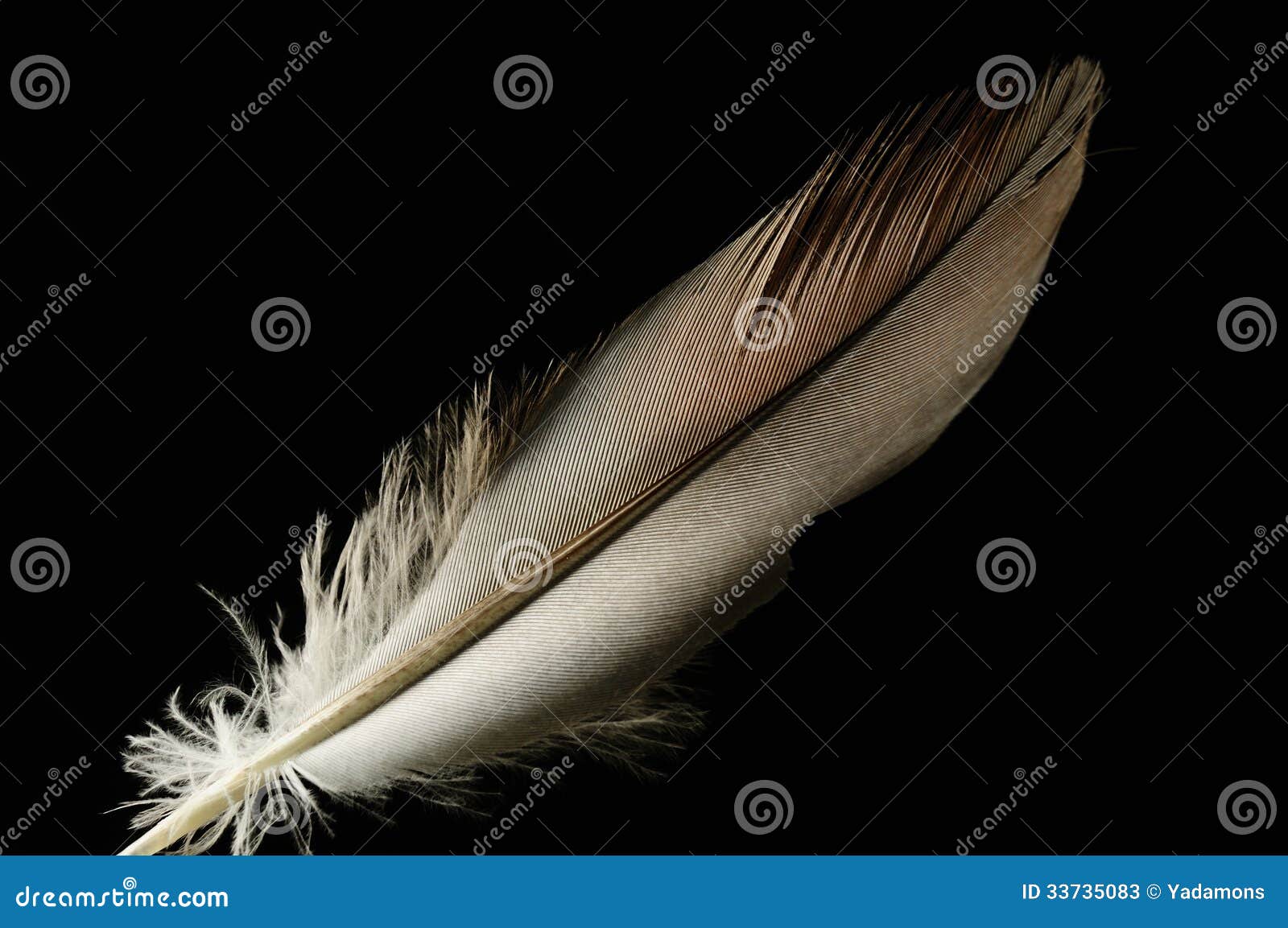 Bird feather stock image. Image of feather, nature, plumage - 33735083