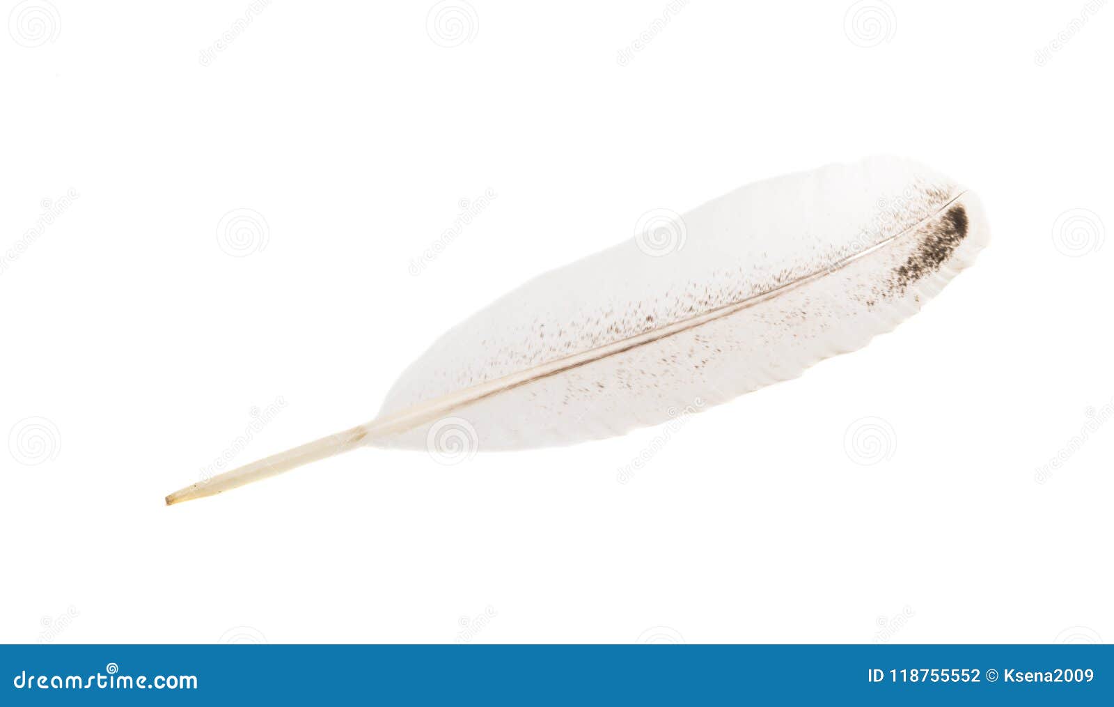Bird feather isolated stock photo. Image of isolated - 118755552