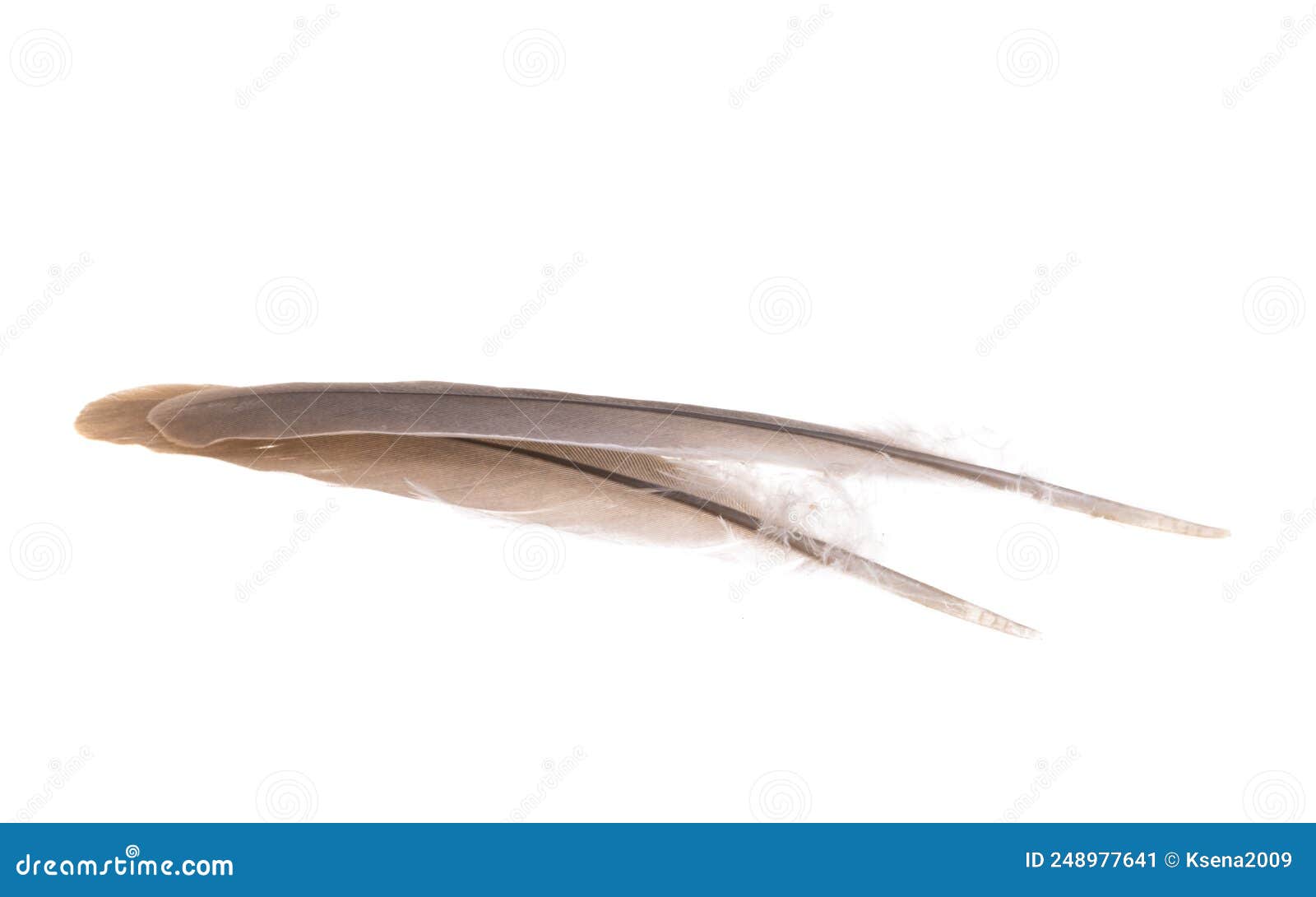 Bird feather isolated stock image. Image of peacock - 248977641