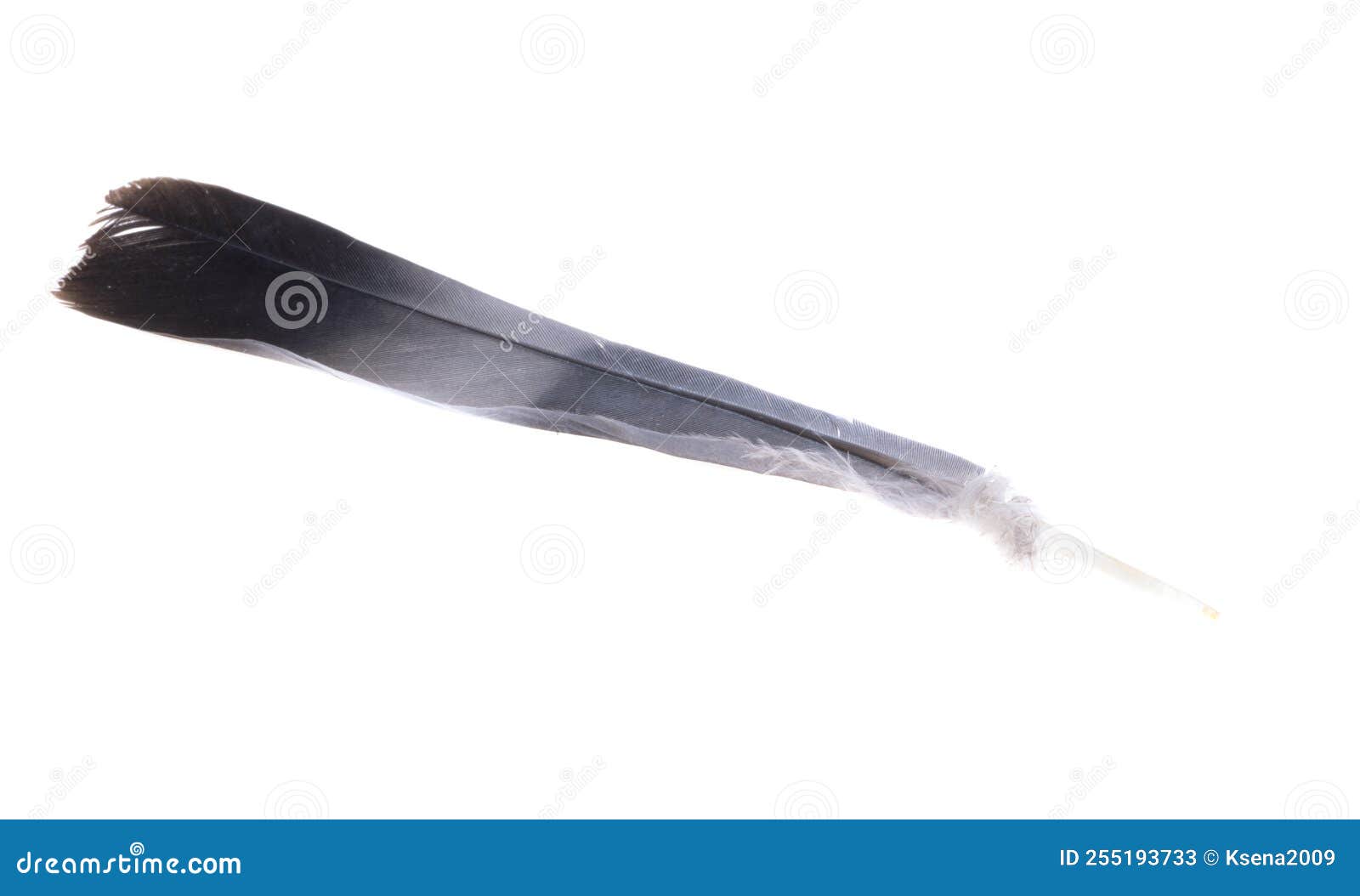 Bird feather isolated stock image. Image of single, isolated - 255193733