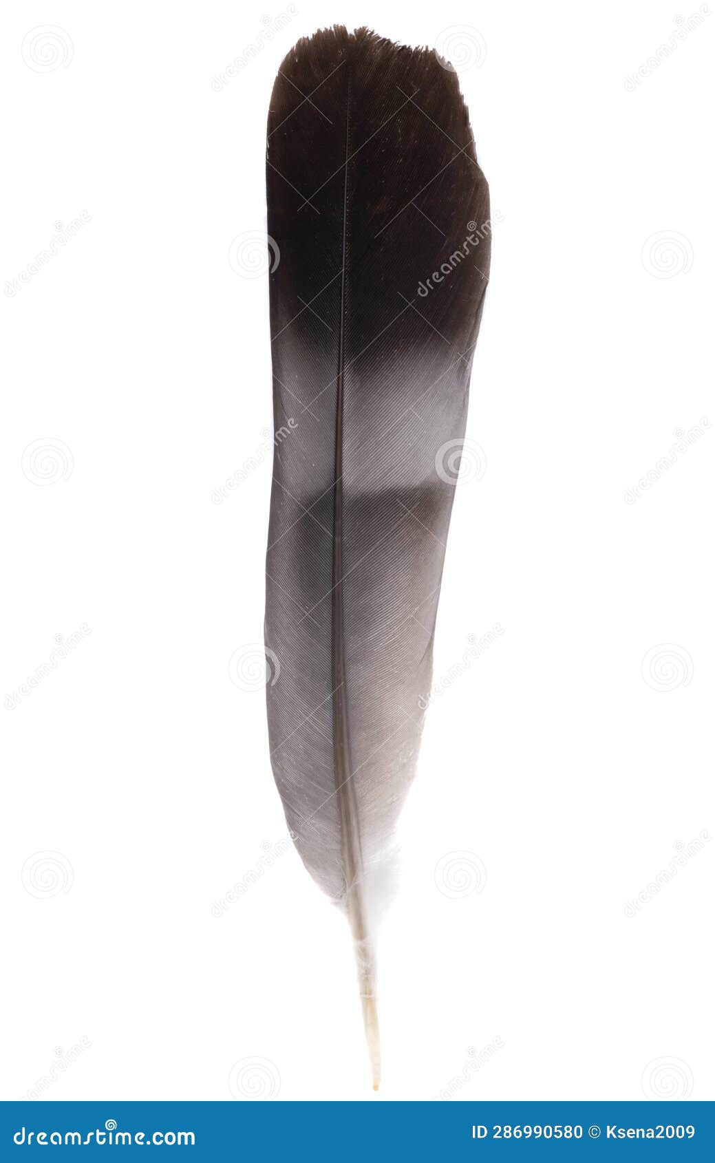 Bird feather isolated stock photo. Image of decorative - 286990580