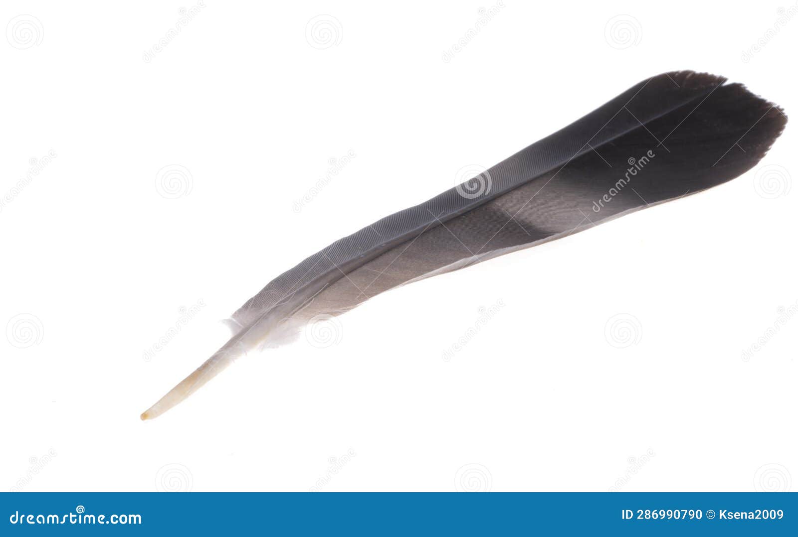 Bird feather isolated stock photo. Image of object, single - 286990790