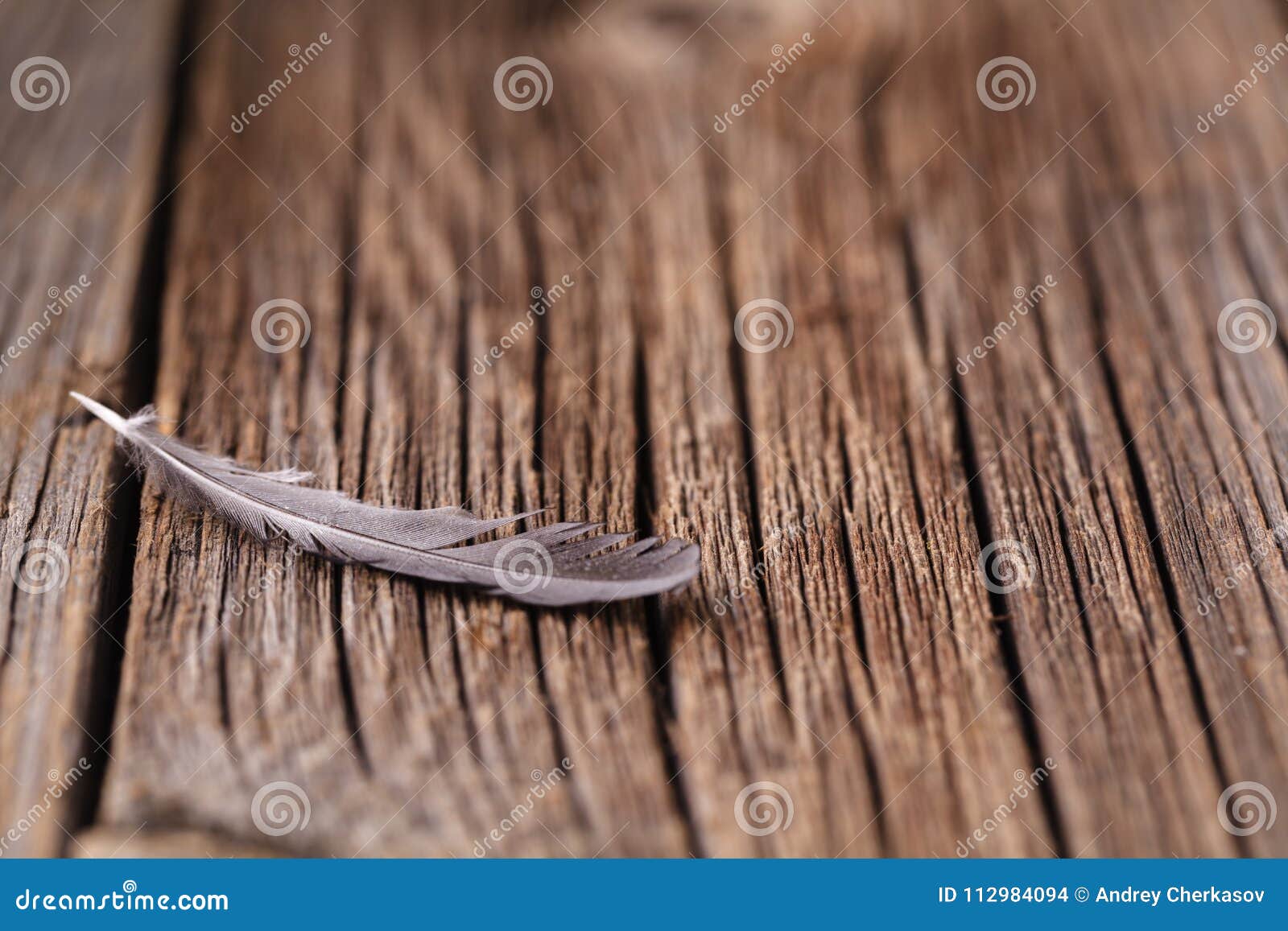 Bird Feather Lay on Rustic Wooden Table Stock Photo - Image of sign ...