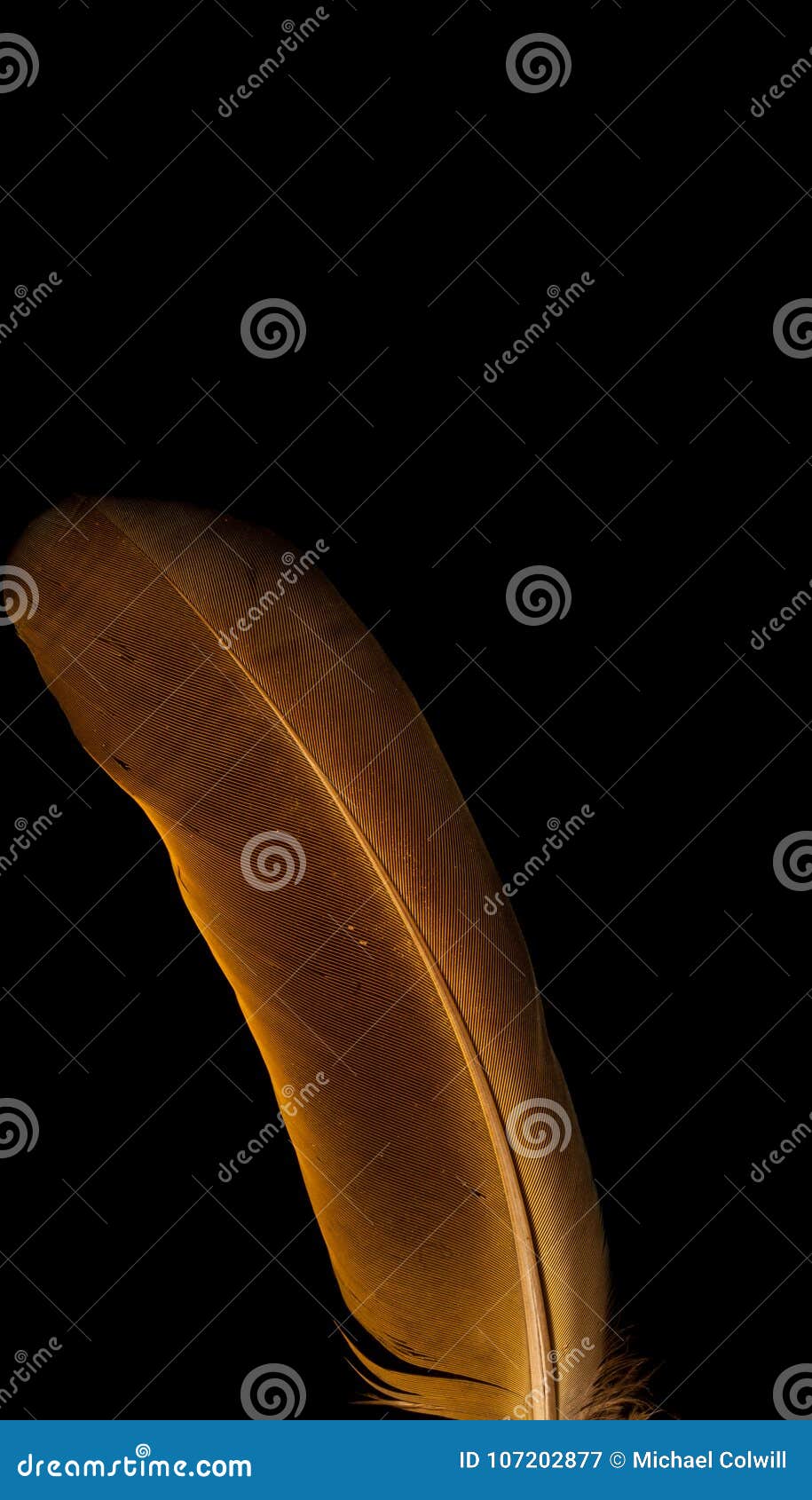 Bird feather stock image. Image of dramatic, pattern - 107202877