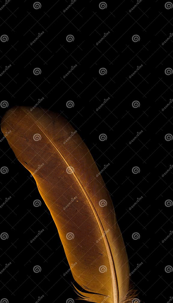 Bird feather stock image. Image of dramatic, pattern - 107202877