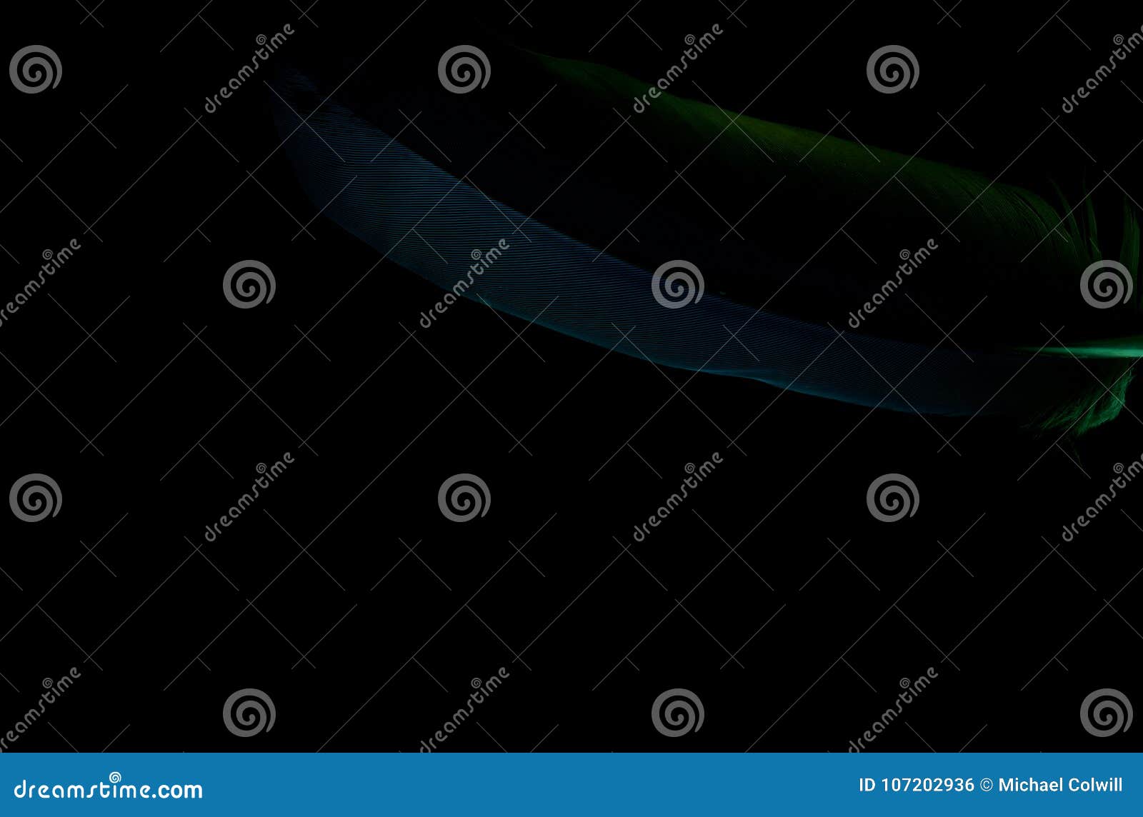 Bird feather stock photo. Image of pattern, abstract - 107202936