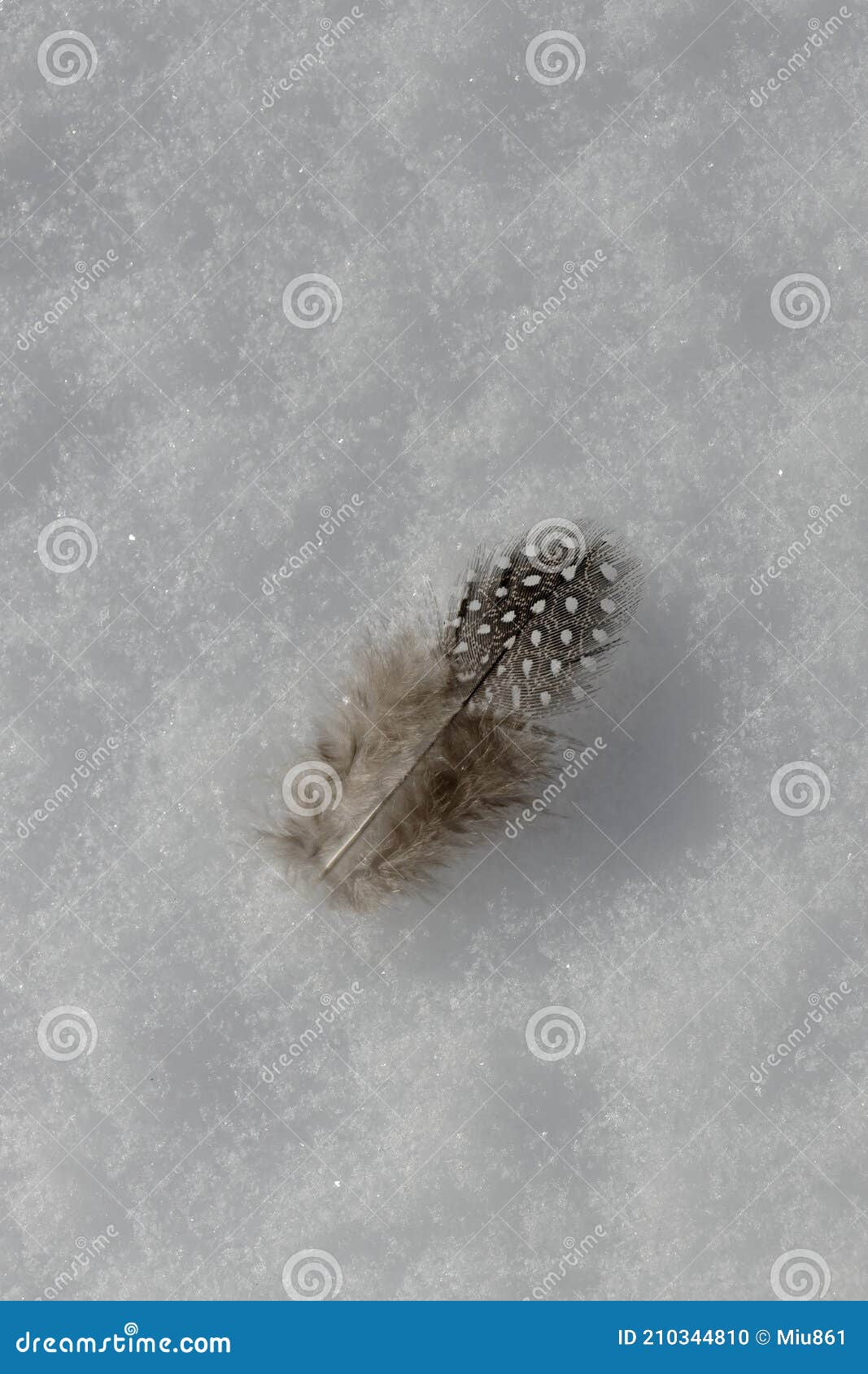 Single Bird Feather Lying on the Snow. Stock Photo - Image of feather ...