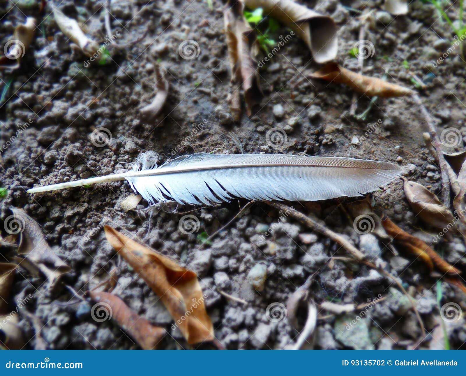 Bird feather stock photo. Image of birdie, feather, calamus - 93135702