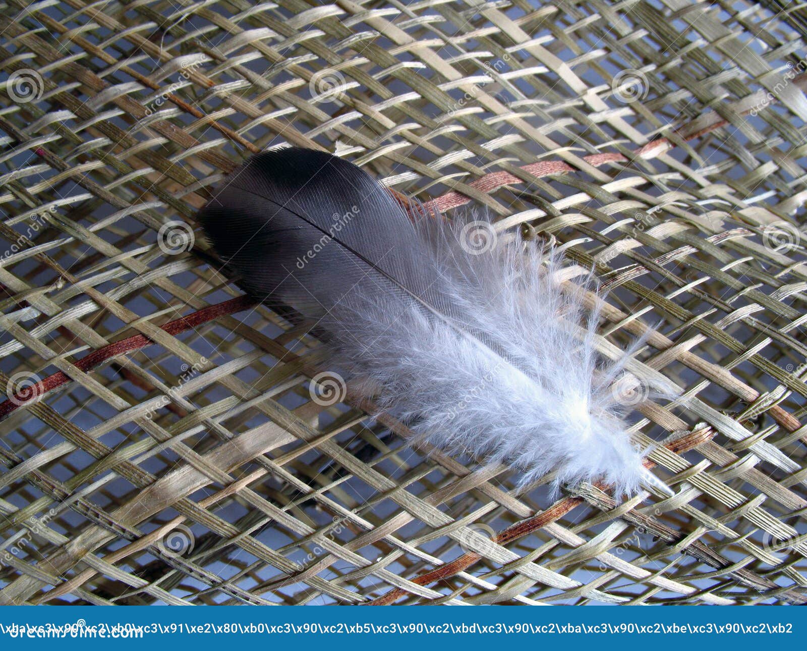 Bird feather on the mat stock photo. Image of feather - 138273000
