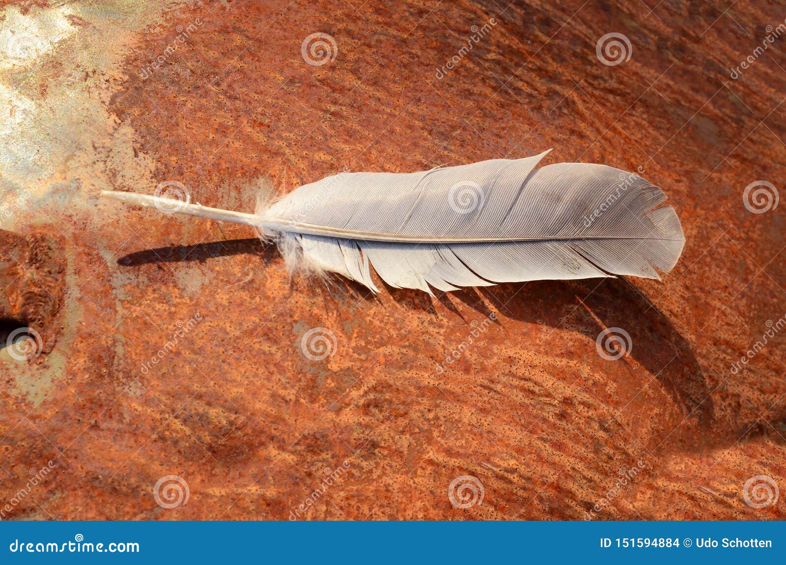 Bird Feather on a Rusty Surface Stock Photo - Image of hard, corpse ...