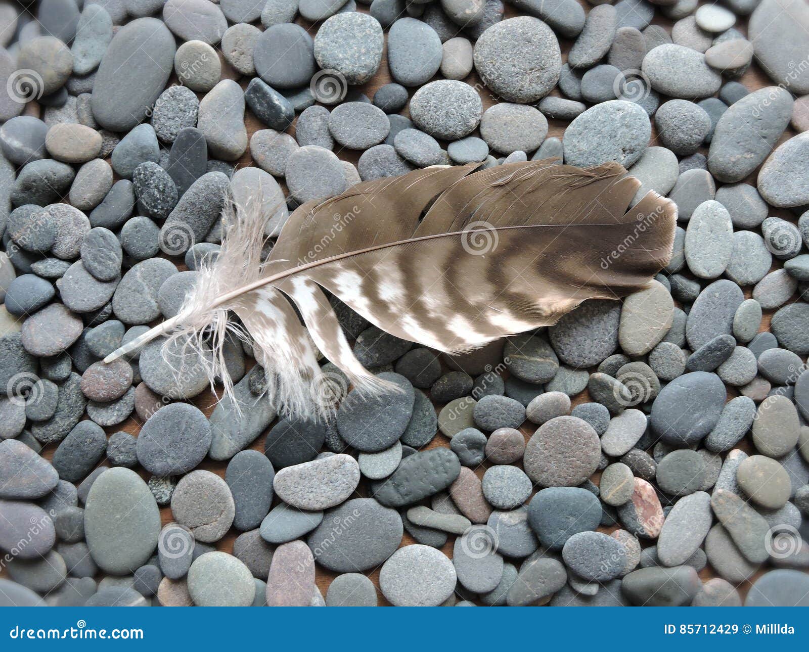 Bird feather on stones stock image. Image of stones, oval - 85712429