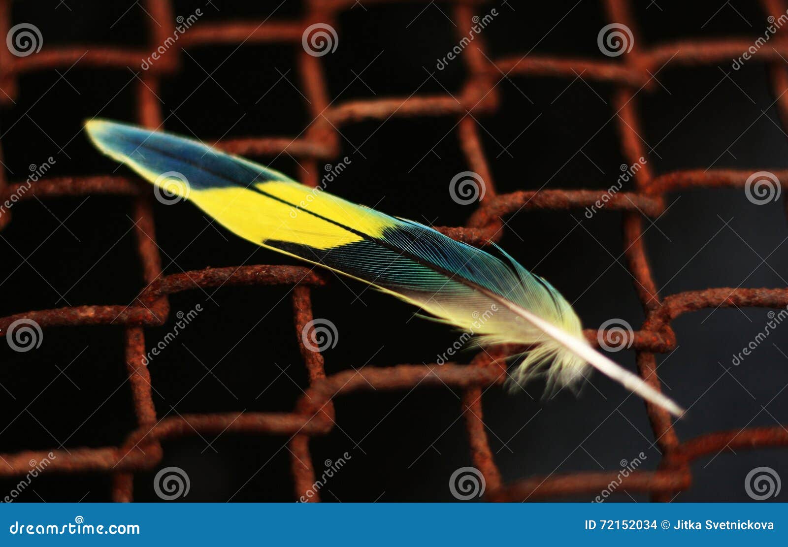 Bird feather stock photo. Image of fencing, fence, loss - 72152034