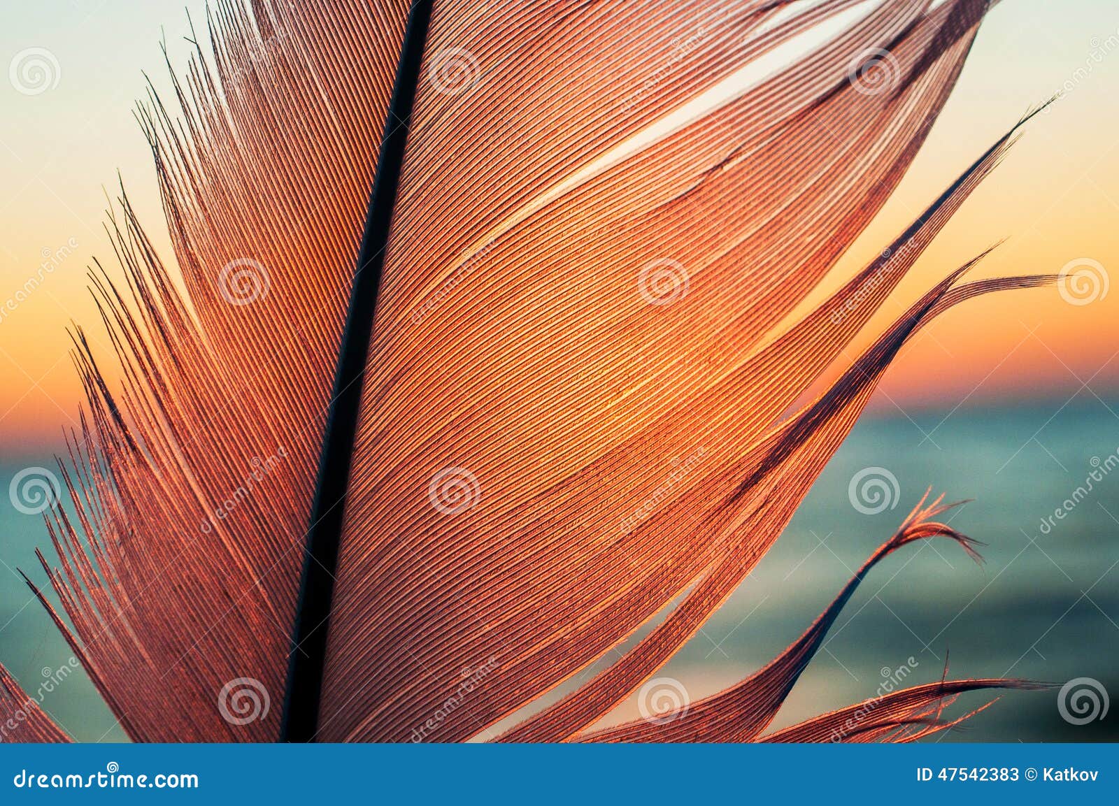 Bird Feather On Sunset Background Royalty-Free Stock Photo ...