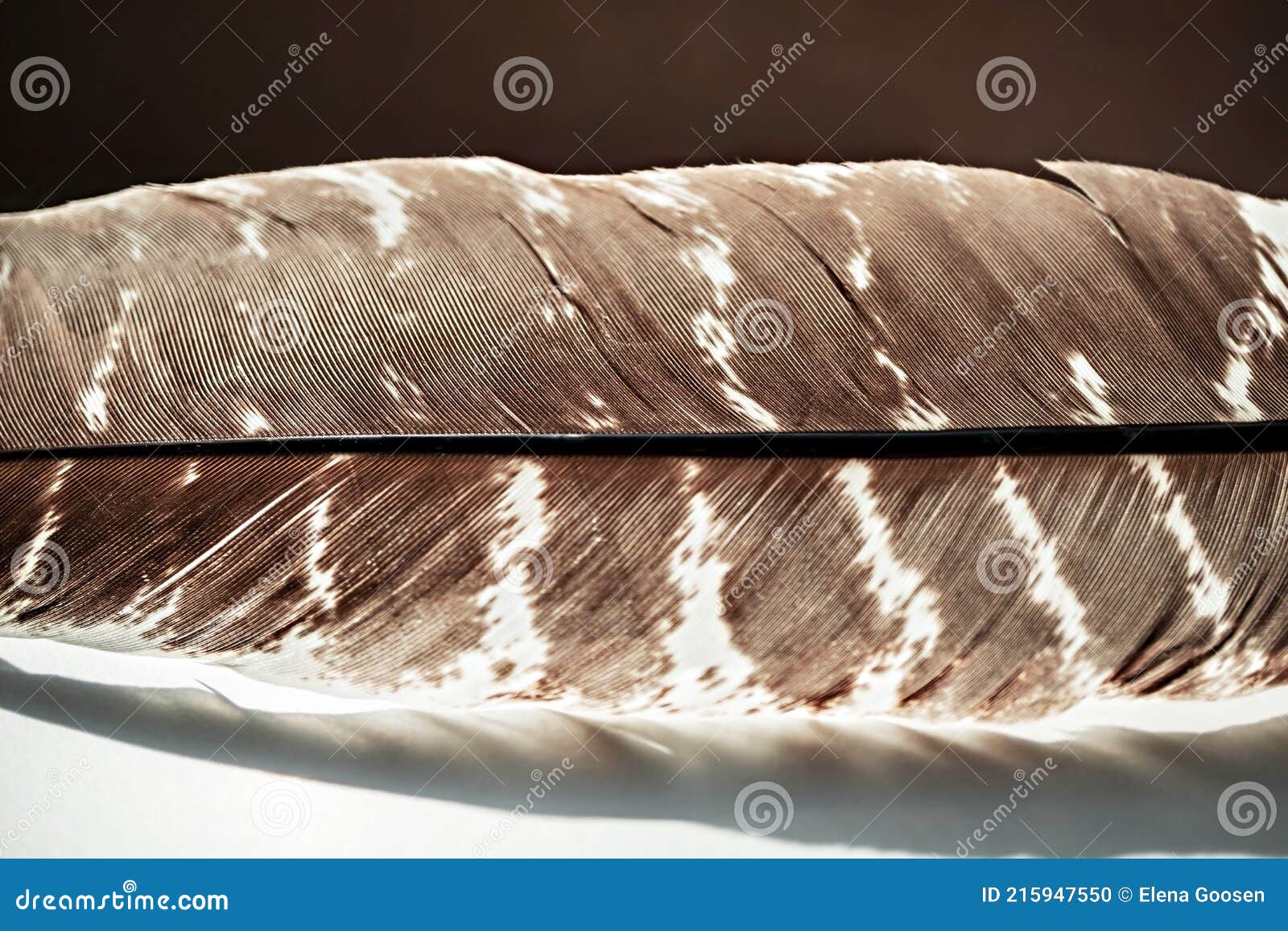Bird Feather Texture Close Up, Abstract Background Stock Photo - Image ...