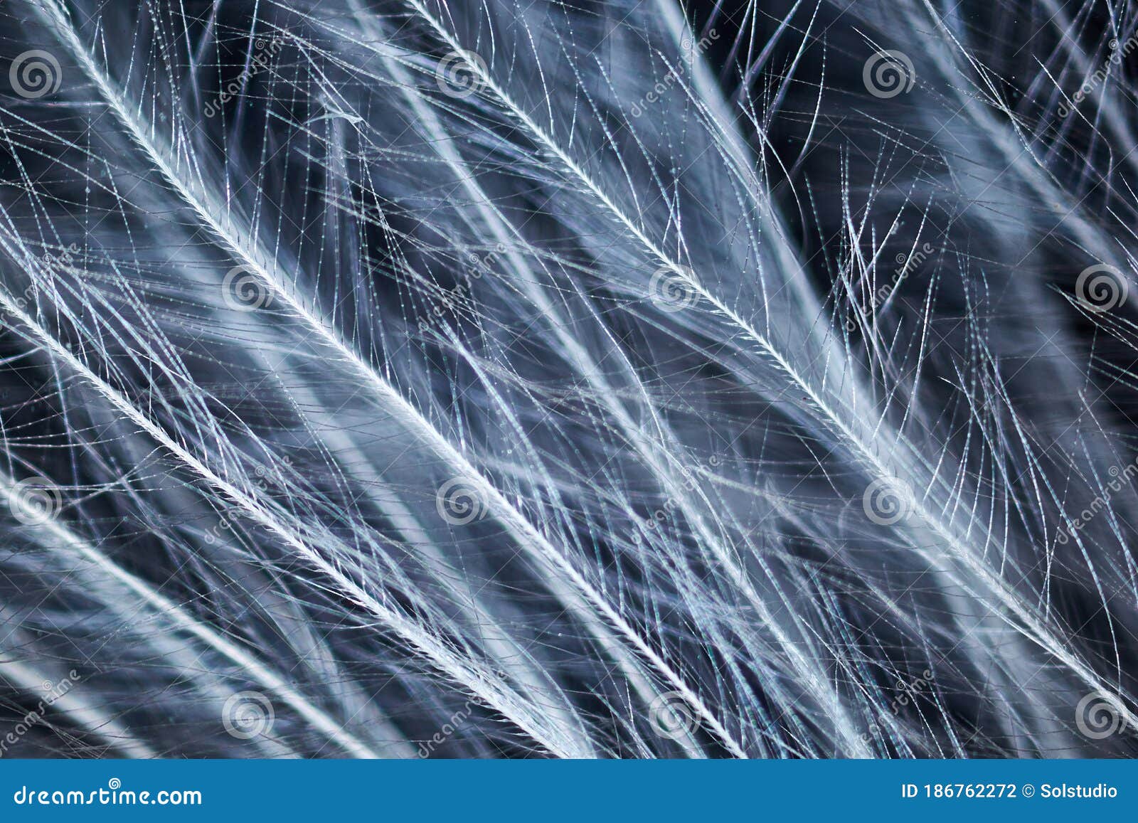 Bird Feather Under the Microscope Stock Photo - Image of concept ...