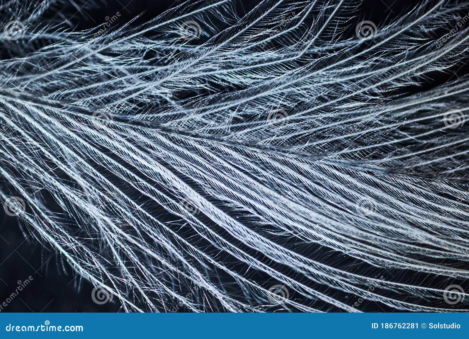 Bird Feather Under the Microscope Stock Image - Image of closeup ...