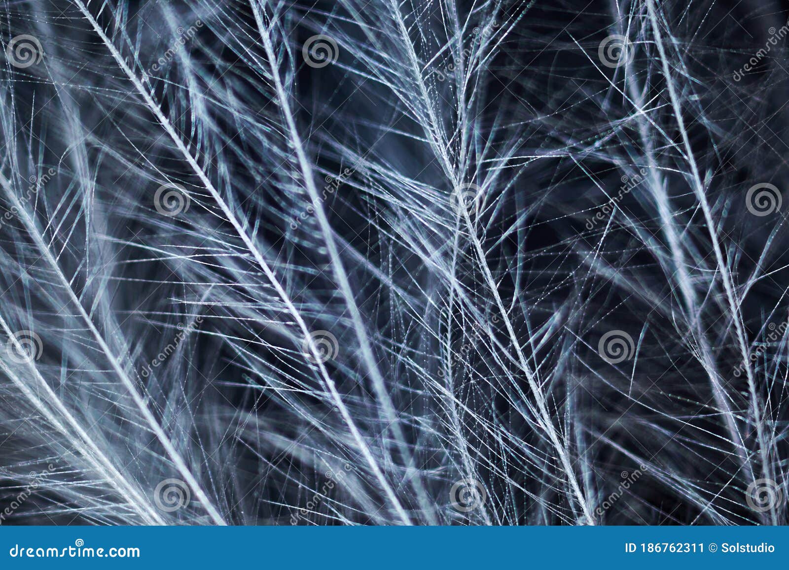 Bird Feather Under the Microscope Stock Image - Image of elegance ...