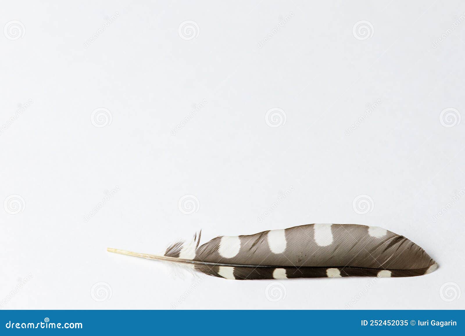 Bird Feather for Writing. Background with Copy Space Stock Image ...
