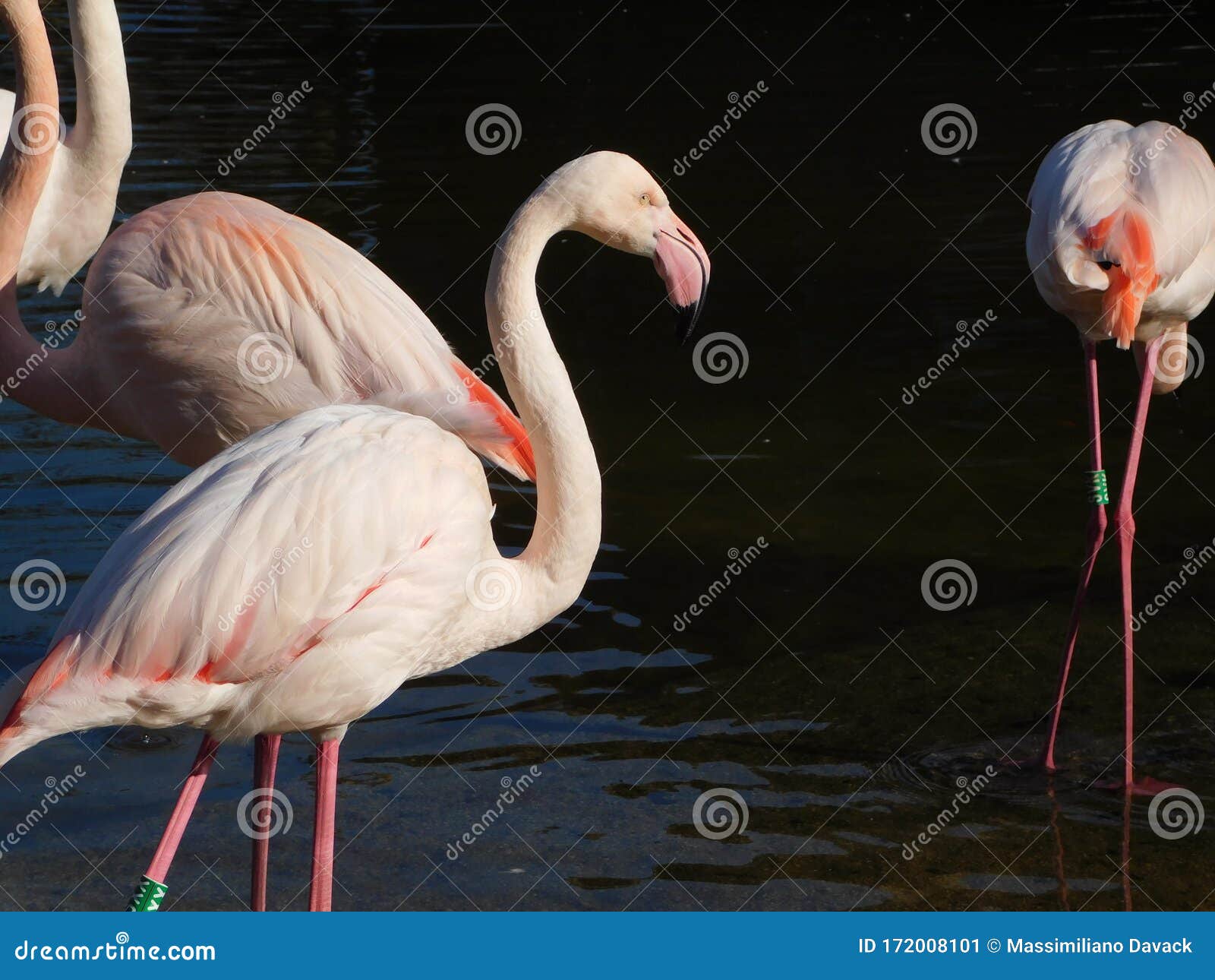 Bird Feathered Animal Nature Safari Stock Image - Image of safari, bird ...