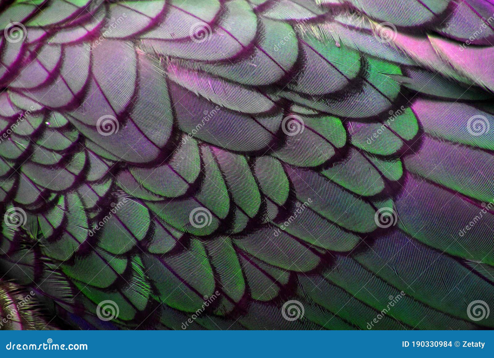 Bird feathers abstract stock photo. Image of fowl, feathers - 190330984