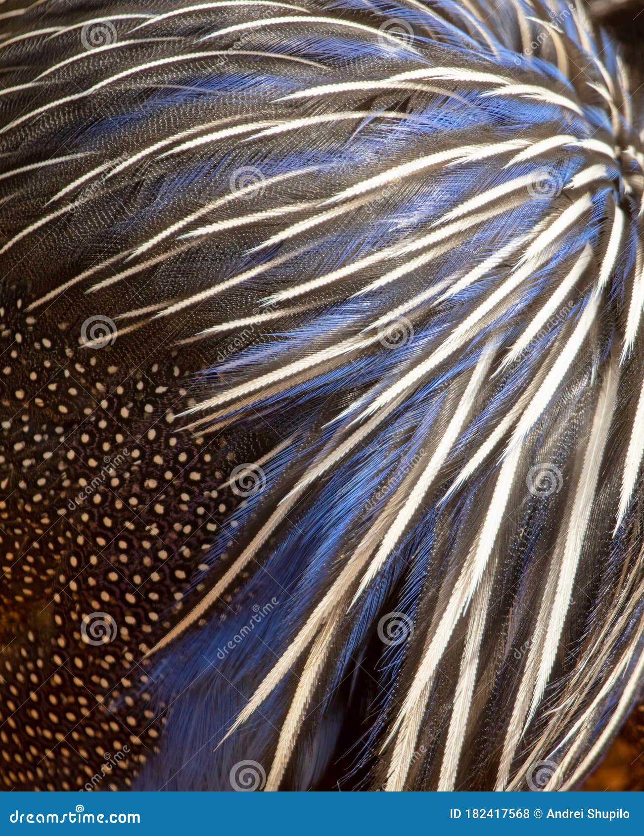 Bird Feathers As an Abstract Background Stock Photo - Image of object ...