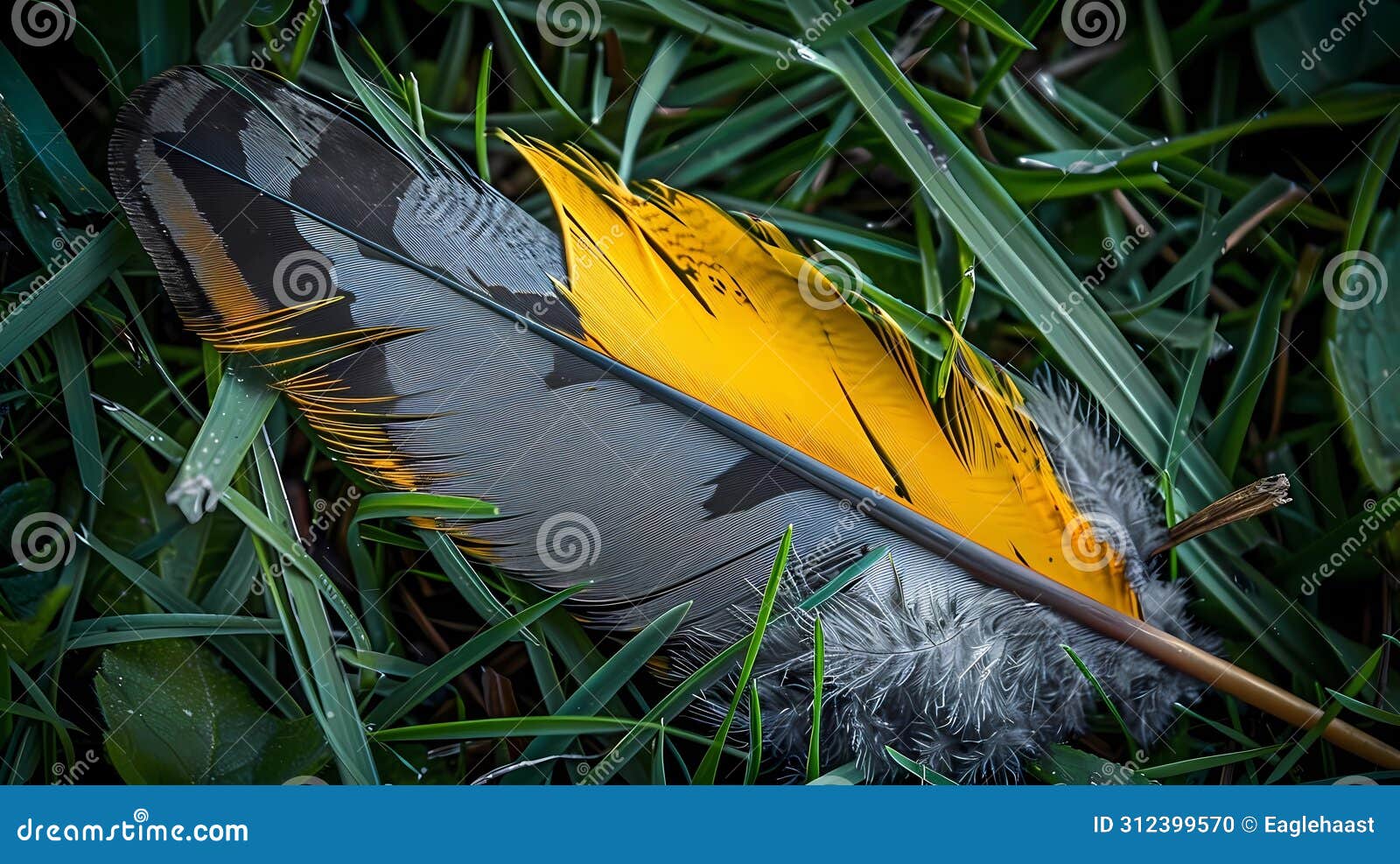 Bird Feathers Background Pattern, Banner, Wings Background Picture ...