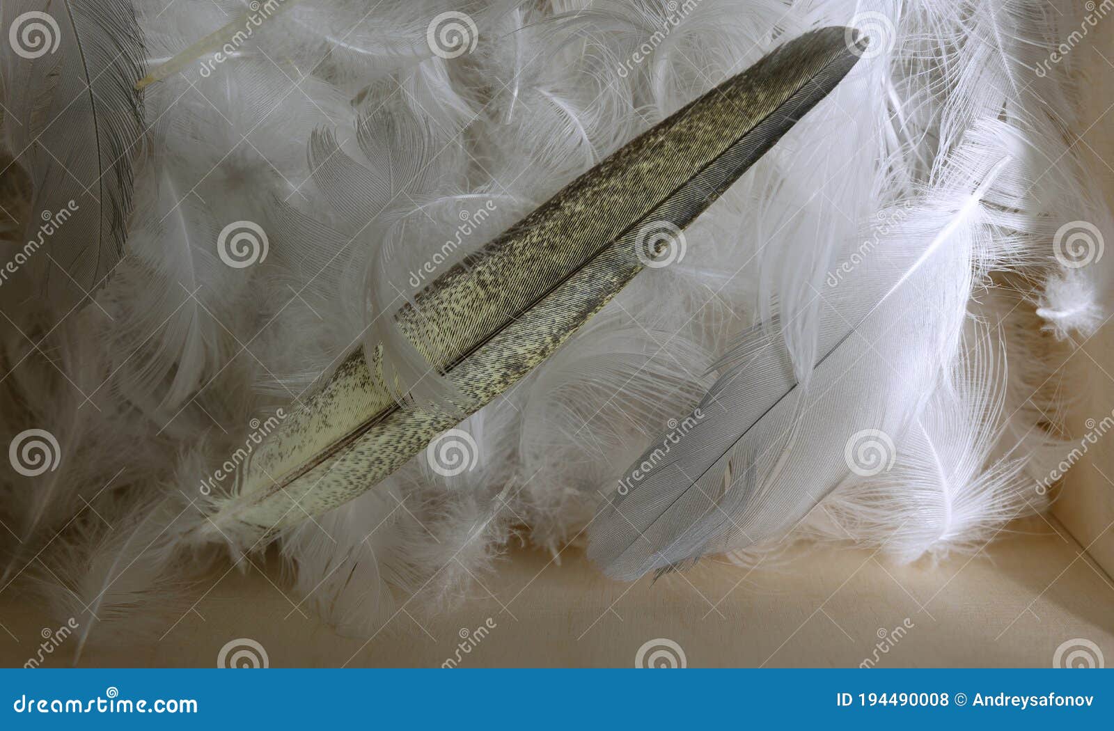 Bird feathers in a box stock photo. Image of feathers - 194490008