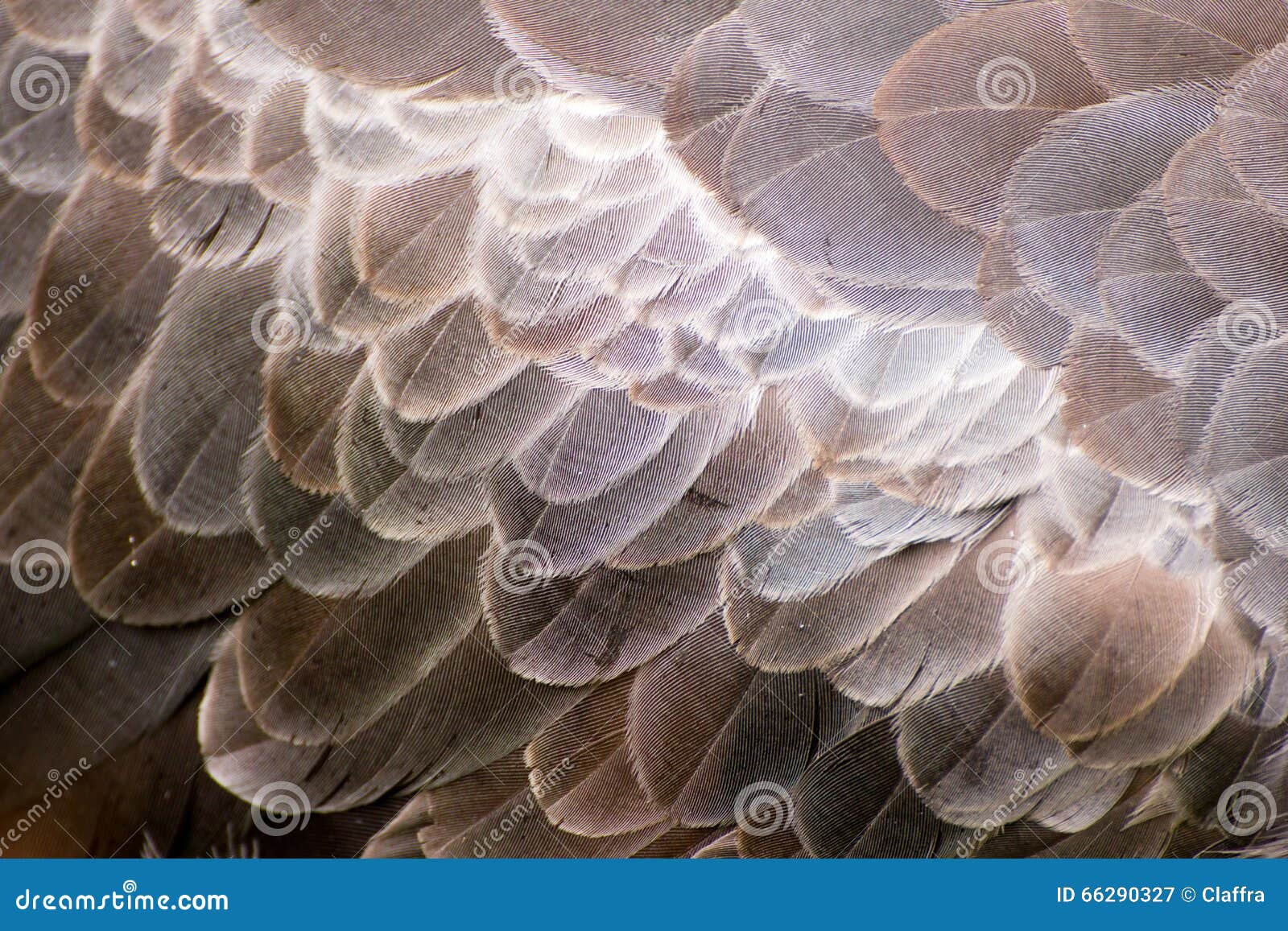 Bird feathers stock image. Image of covering, close, beautiful - 66290327