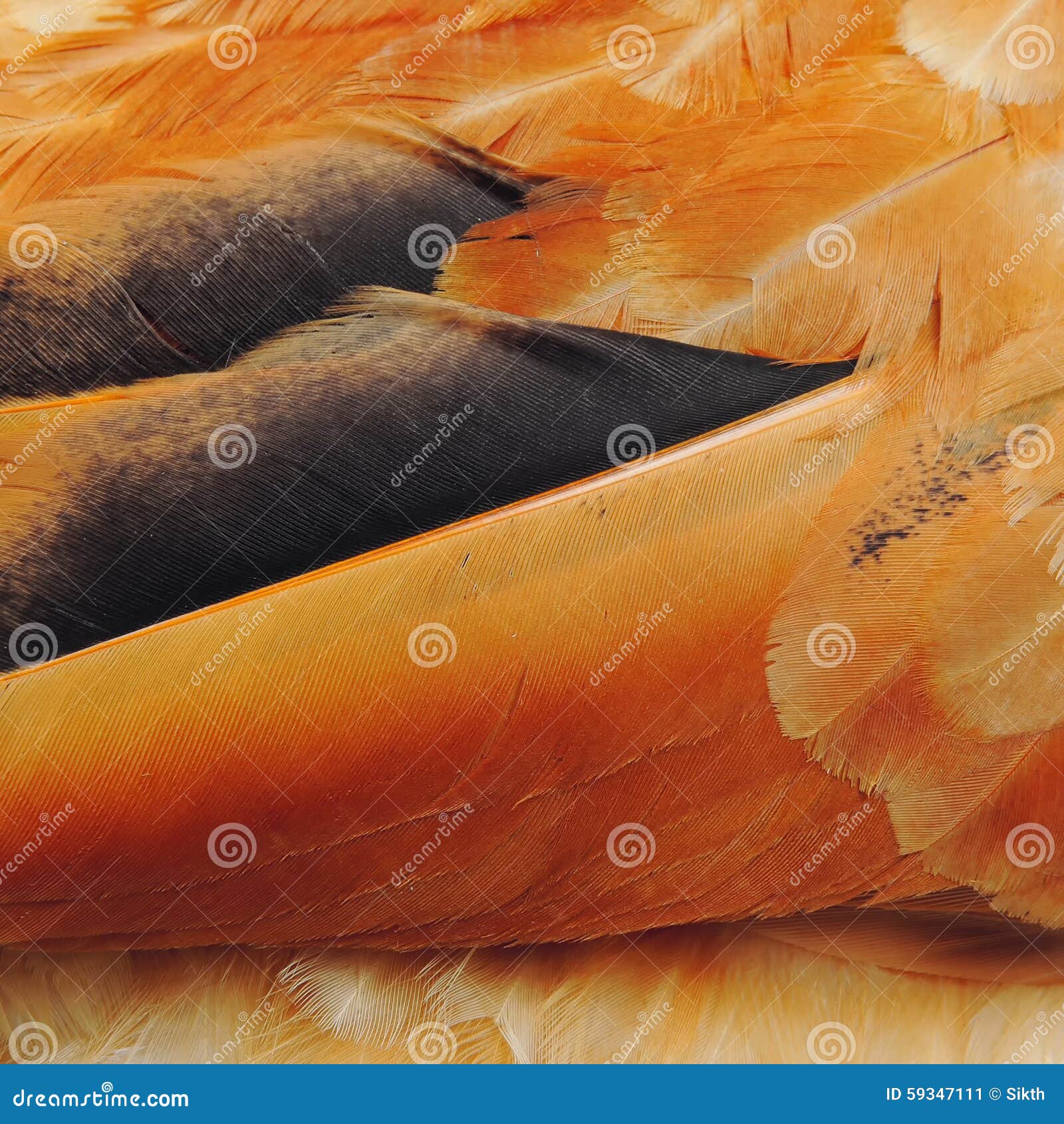 Bird Feathers Close-Up stock image. Image of rusty, black - 59347111