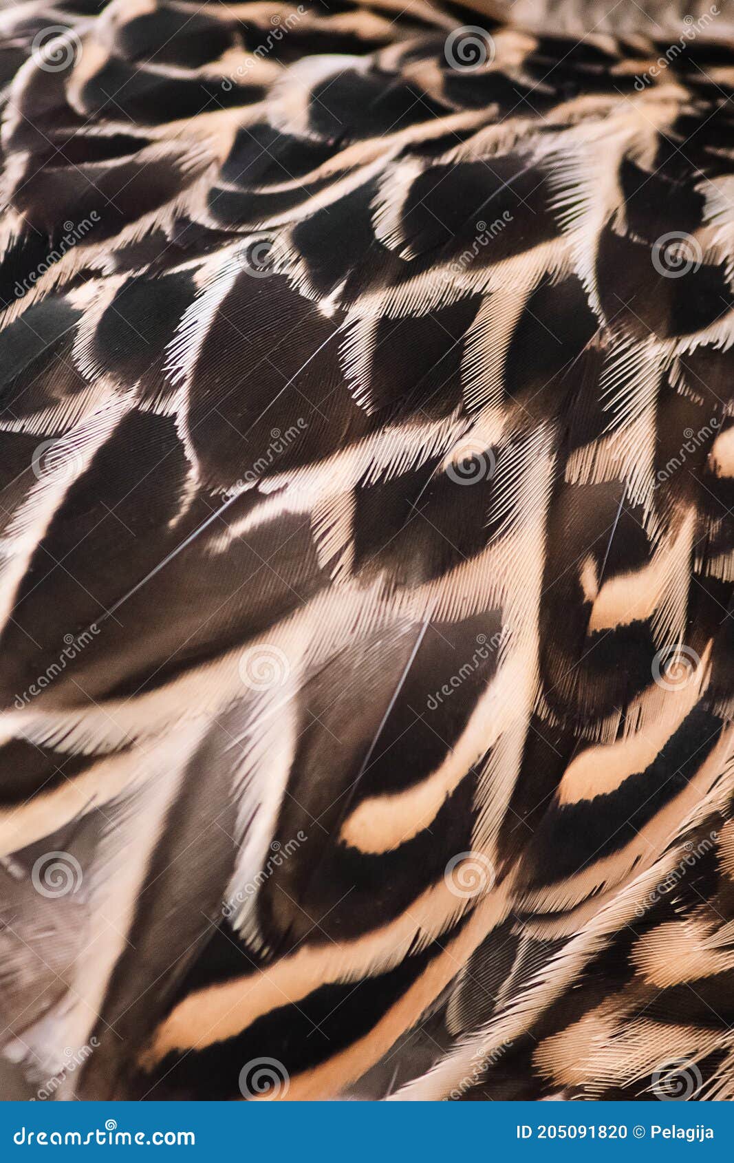 Bird Feathers Close-up. Wild Duck Wing. Texture for Design Stock Photo ...