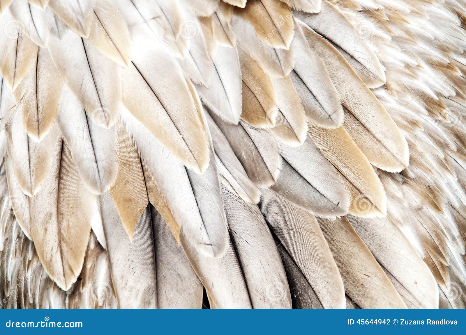 Bird feathers stock photo. Image of abstract, closeup - 45644942