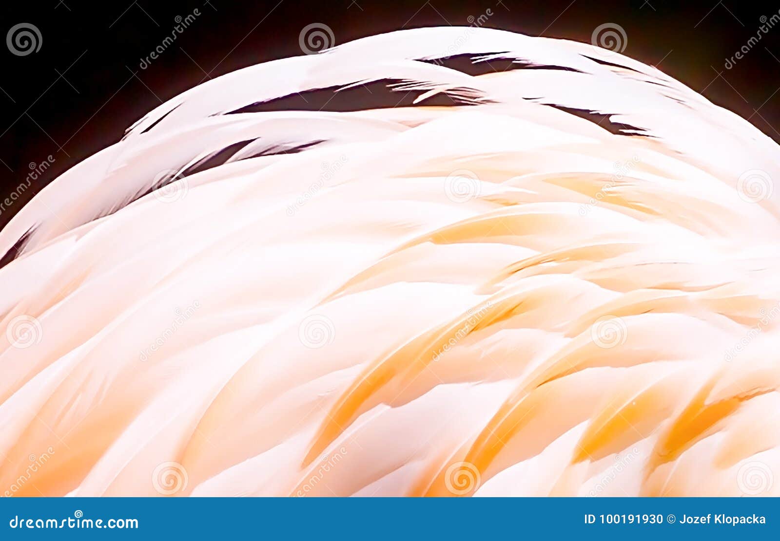 Bird Feathers Collage. Photos with Graphic Effect. Stock Photo - Image ...