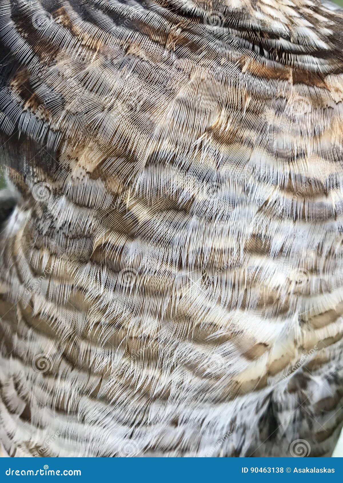 Bird Feathers Details Up Close Stock Photo - Image of wings, ruffed ...